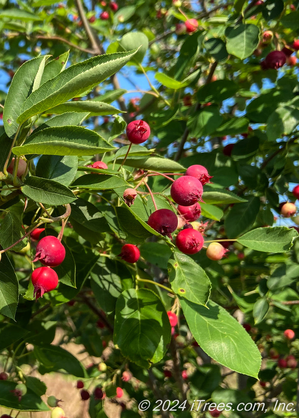Autumn Brilliance® Serviceberry Tree | Delivery, Planting, & 1-Year ...