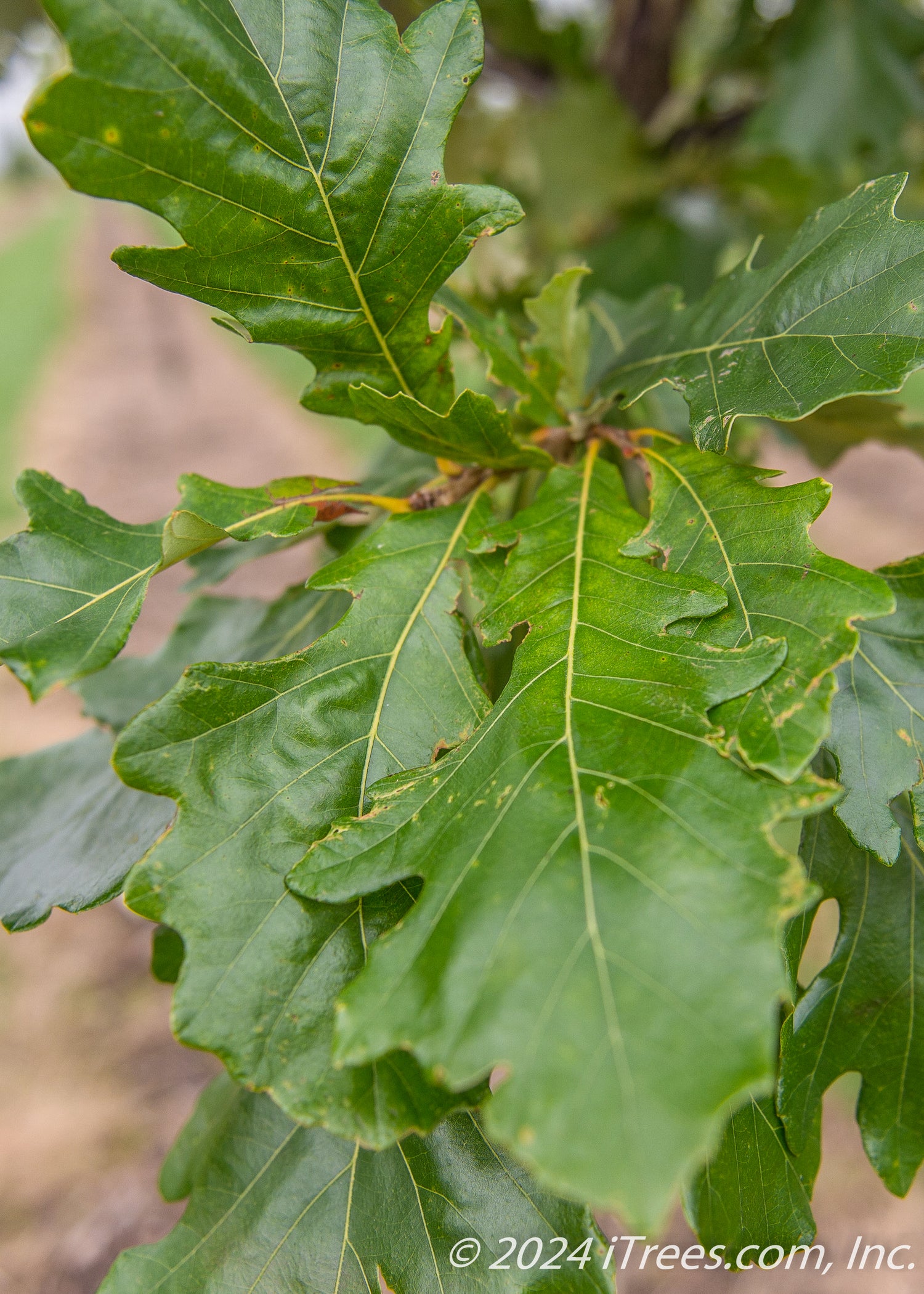 American Dream Oak
