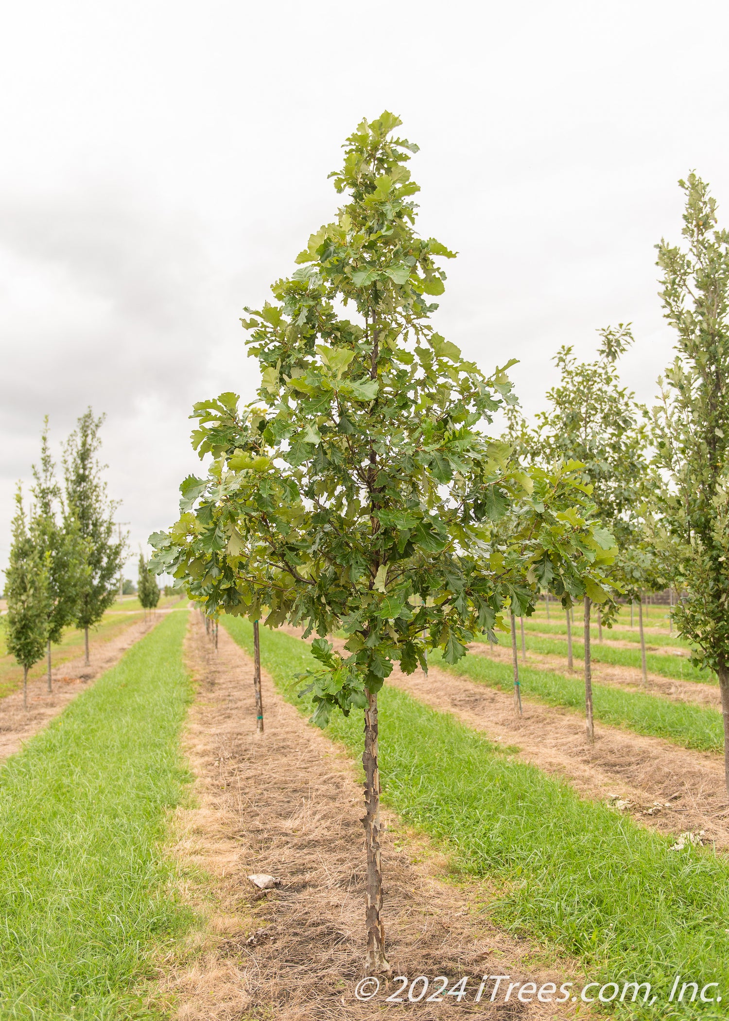 American Dream Oak
