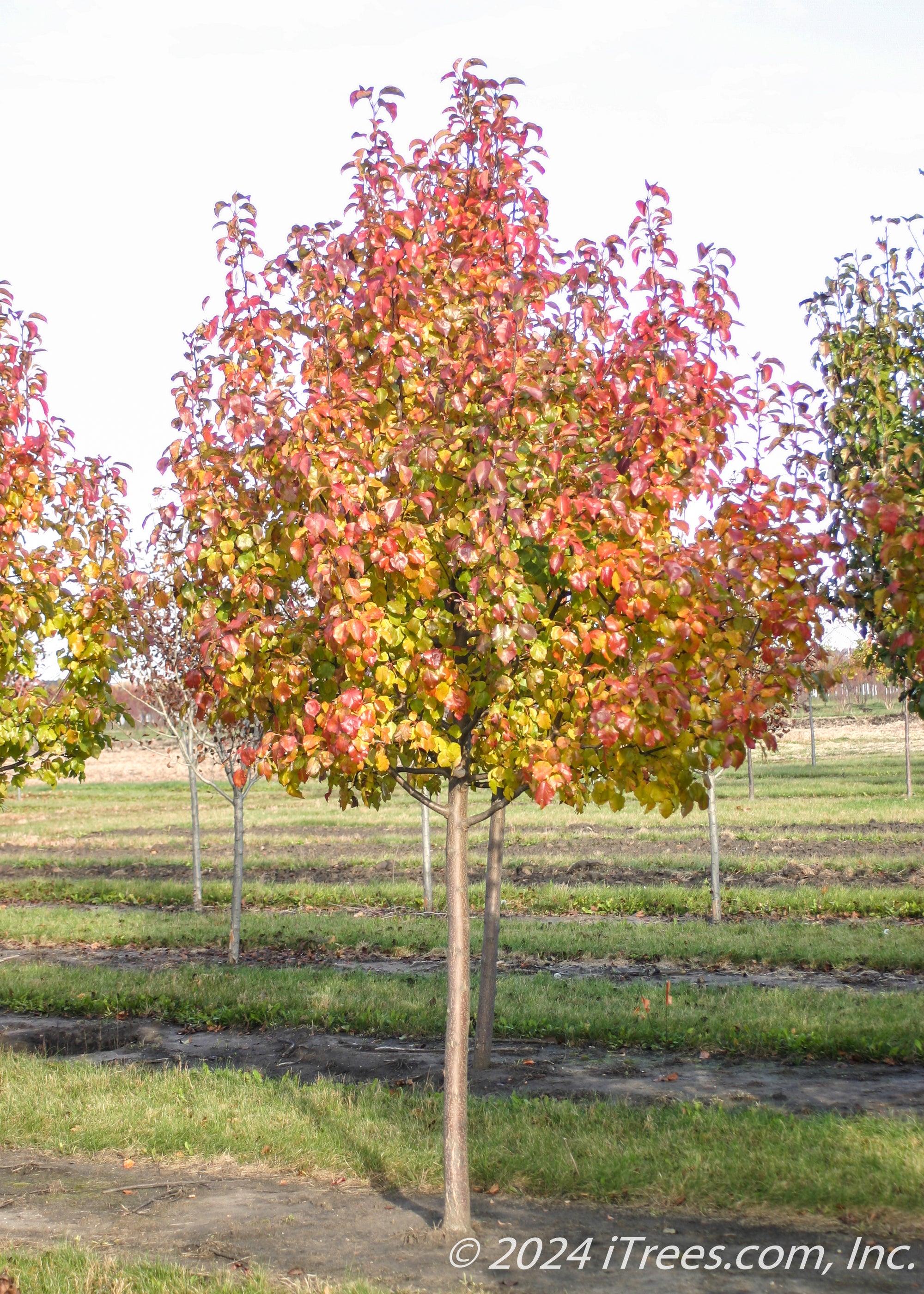 Aristocrat Ornamental Pear