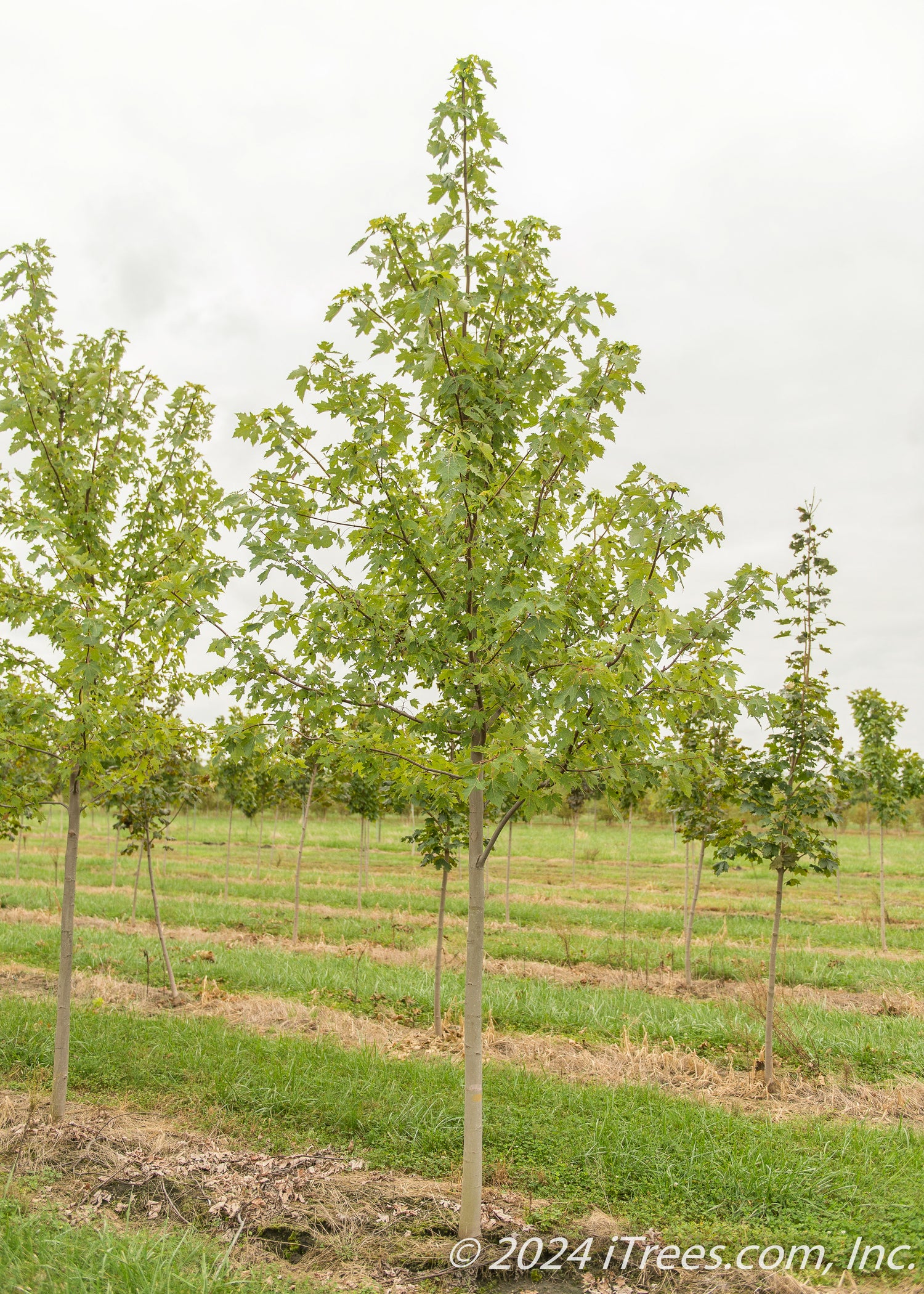 Autumn Fantasy® Maple