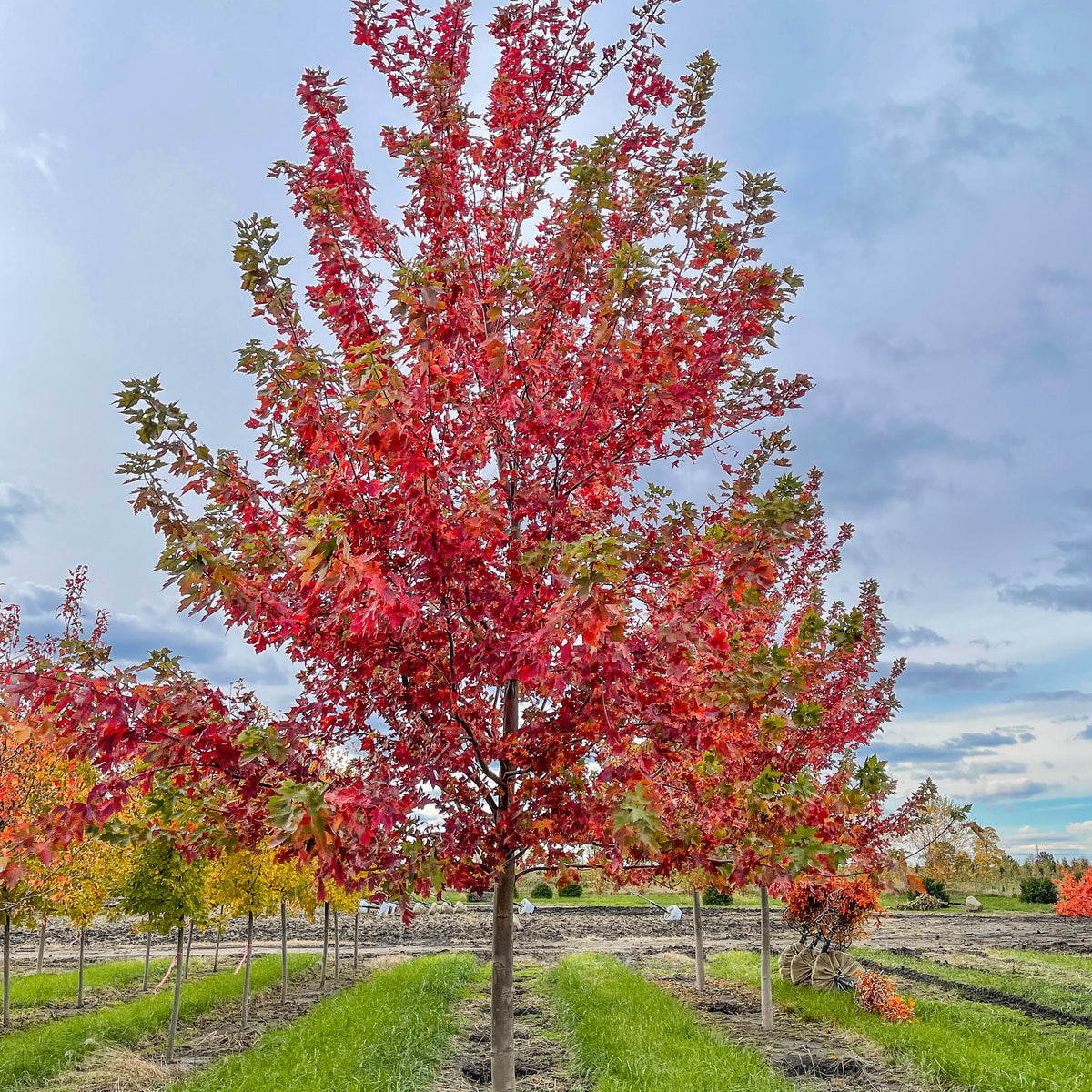 Autumn Fantasy® Maple