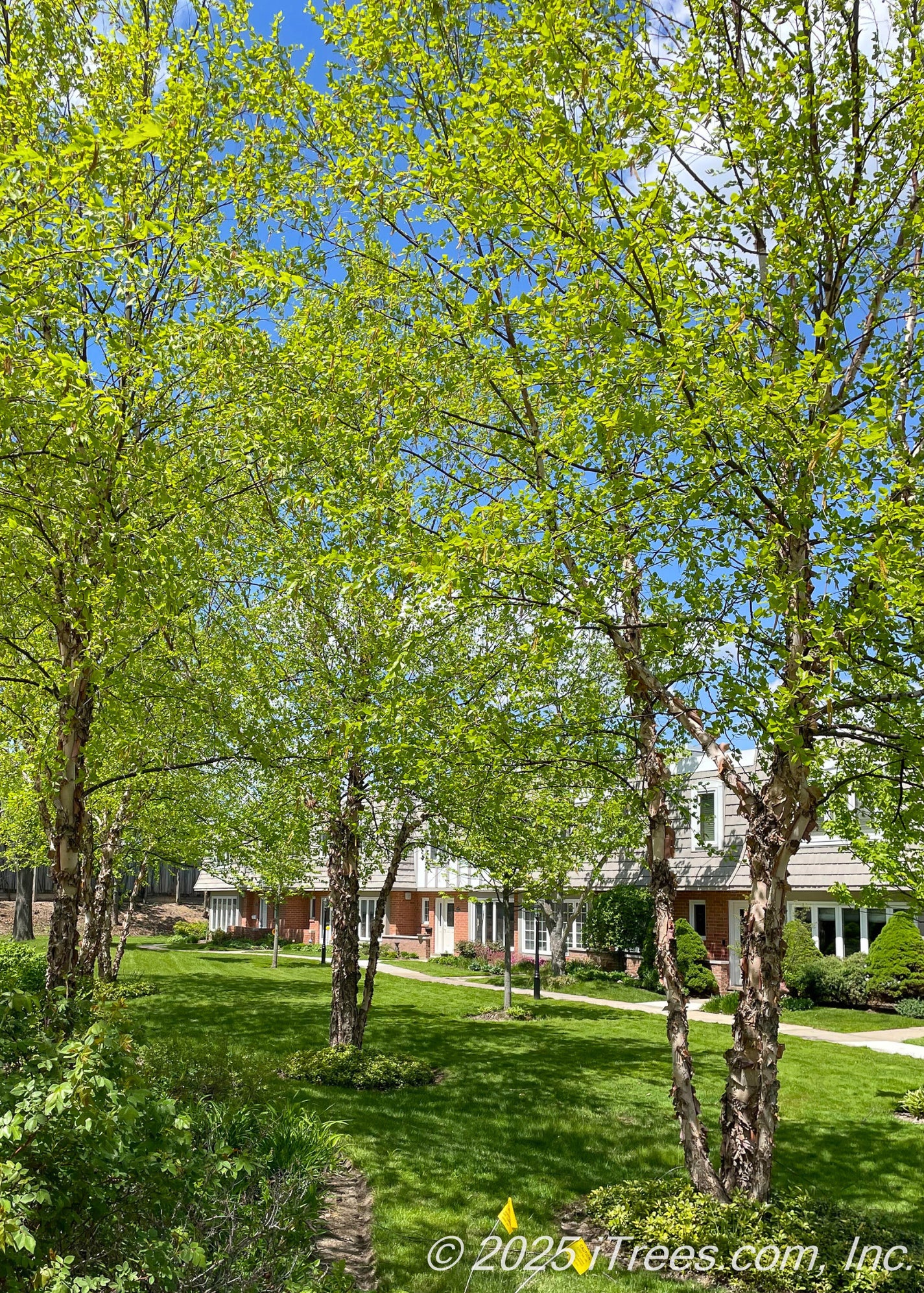 Heritage® River Birch