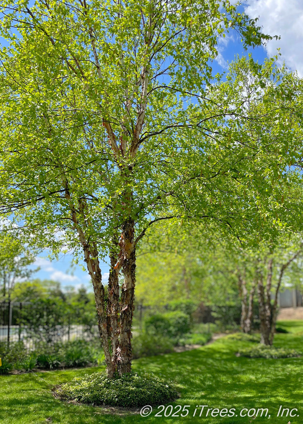 Heritage® River Birch