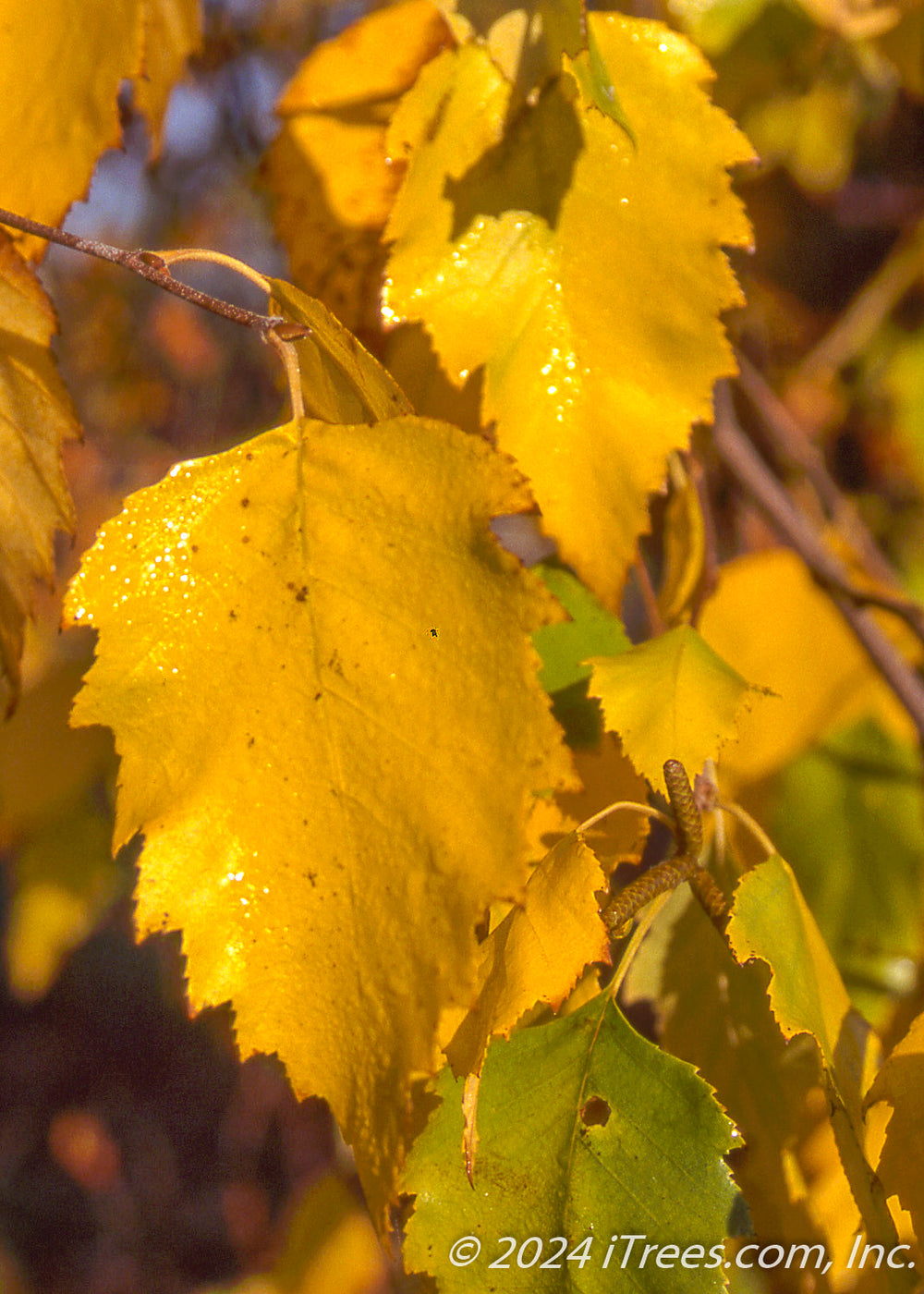 Heritage® River Birch