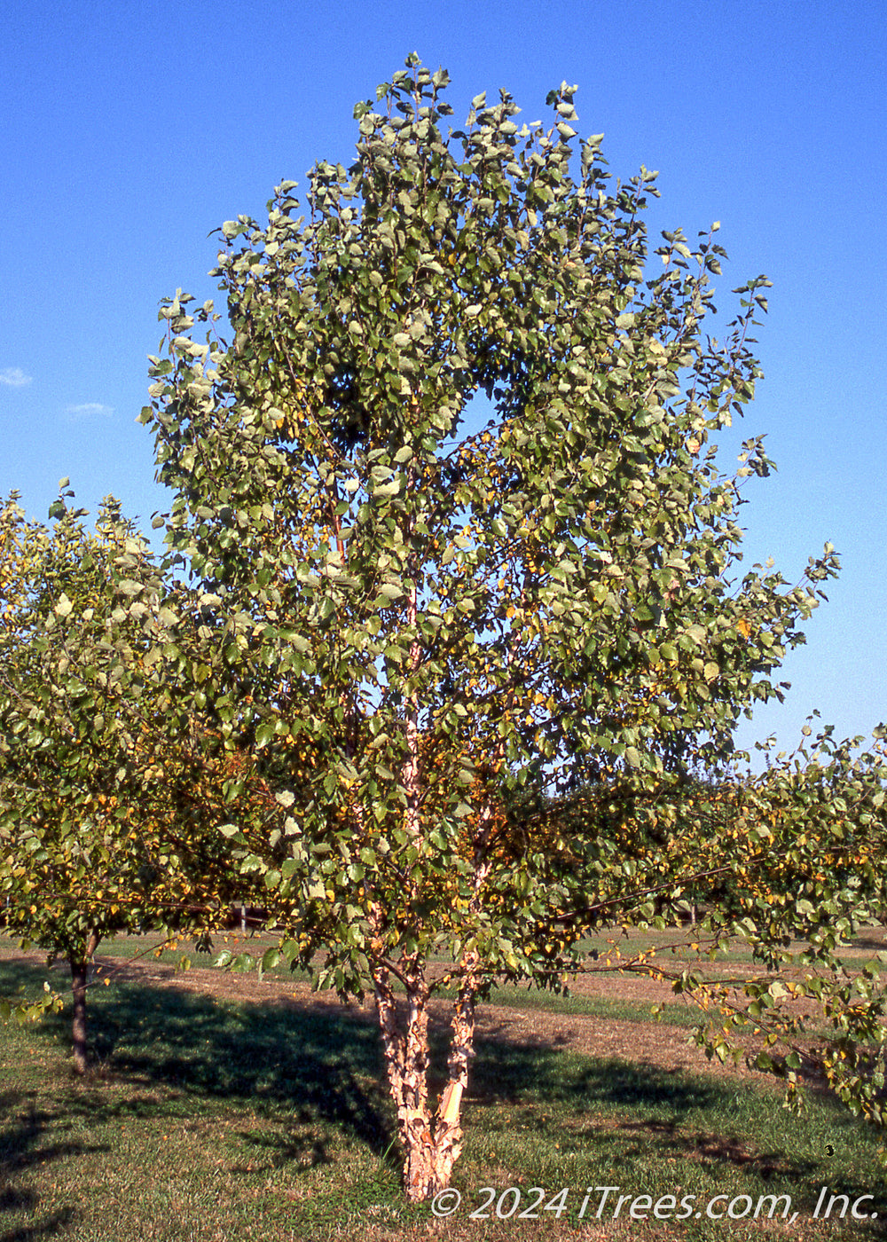 Heritage® River Birch