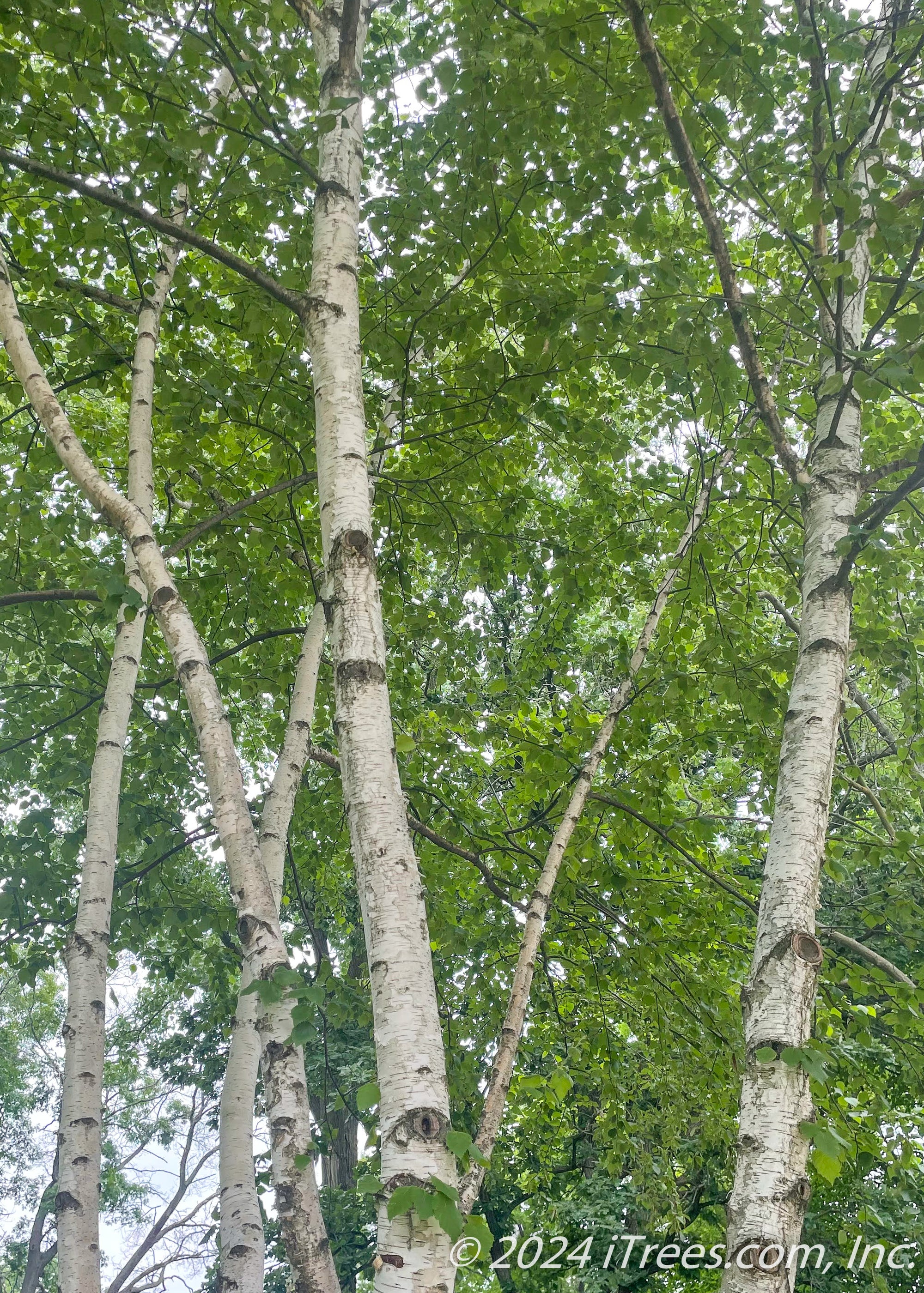 Whitespire Birch