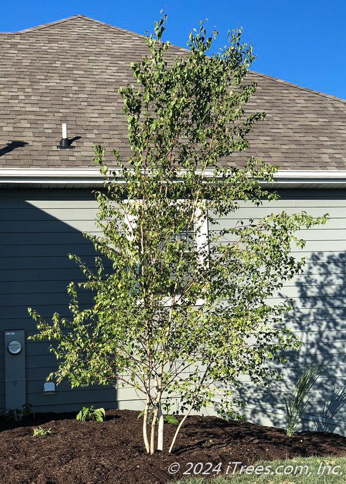 Whitespire Birch