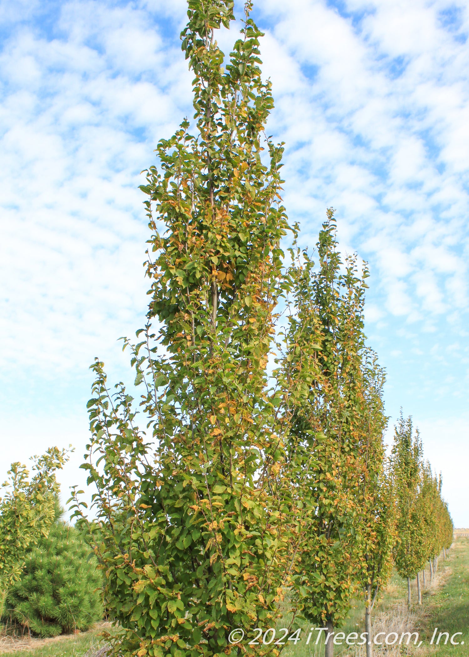 Pyramidal European Hornbeam
