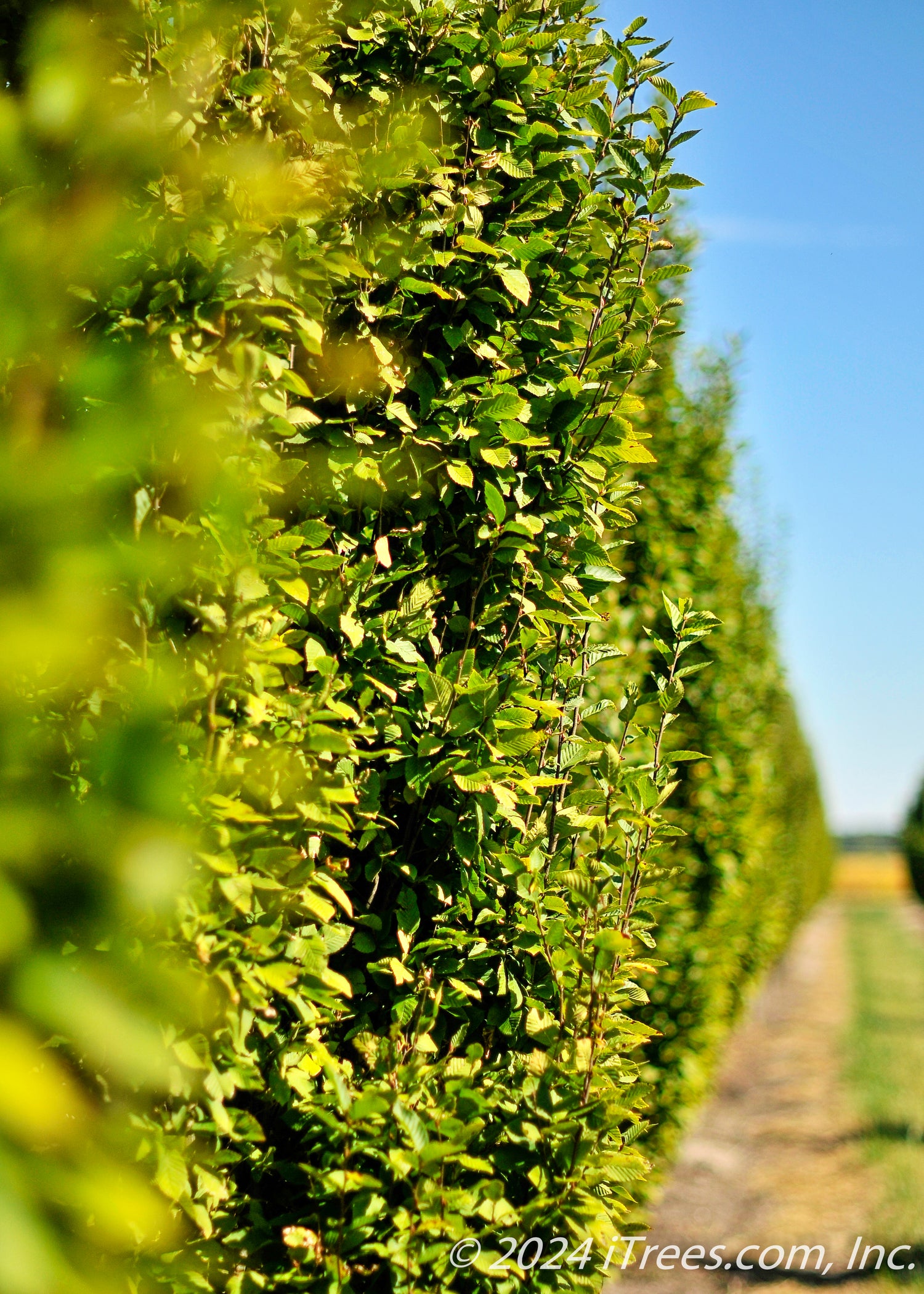 Pyramidal European Hornbeam