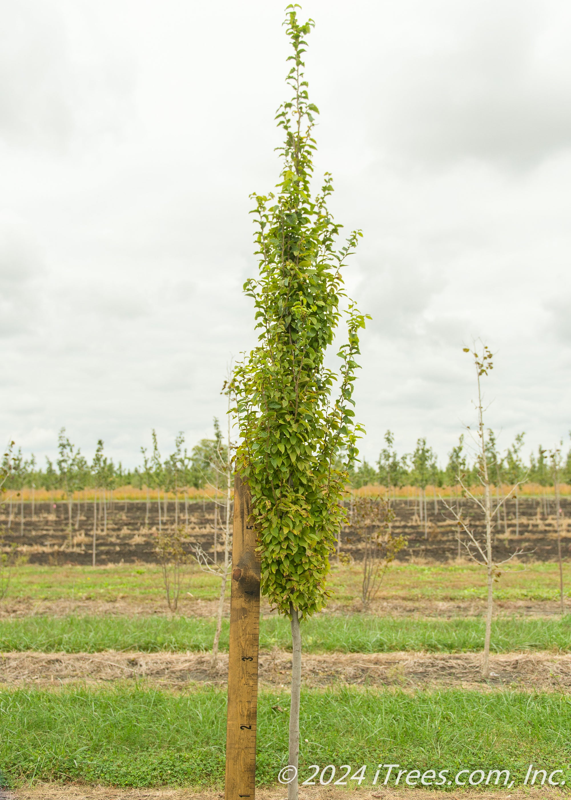 Pyramidal European Hornbeam