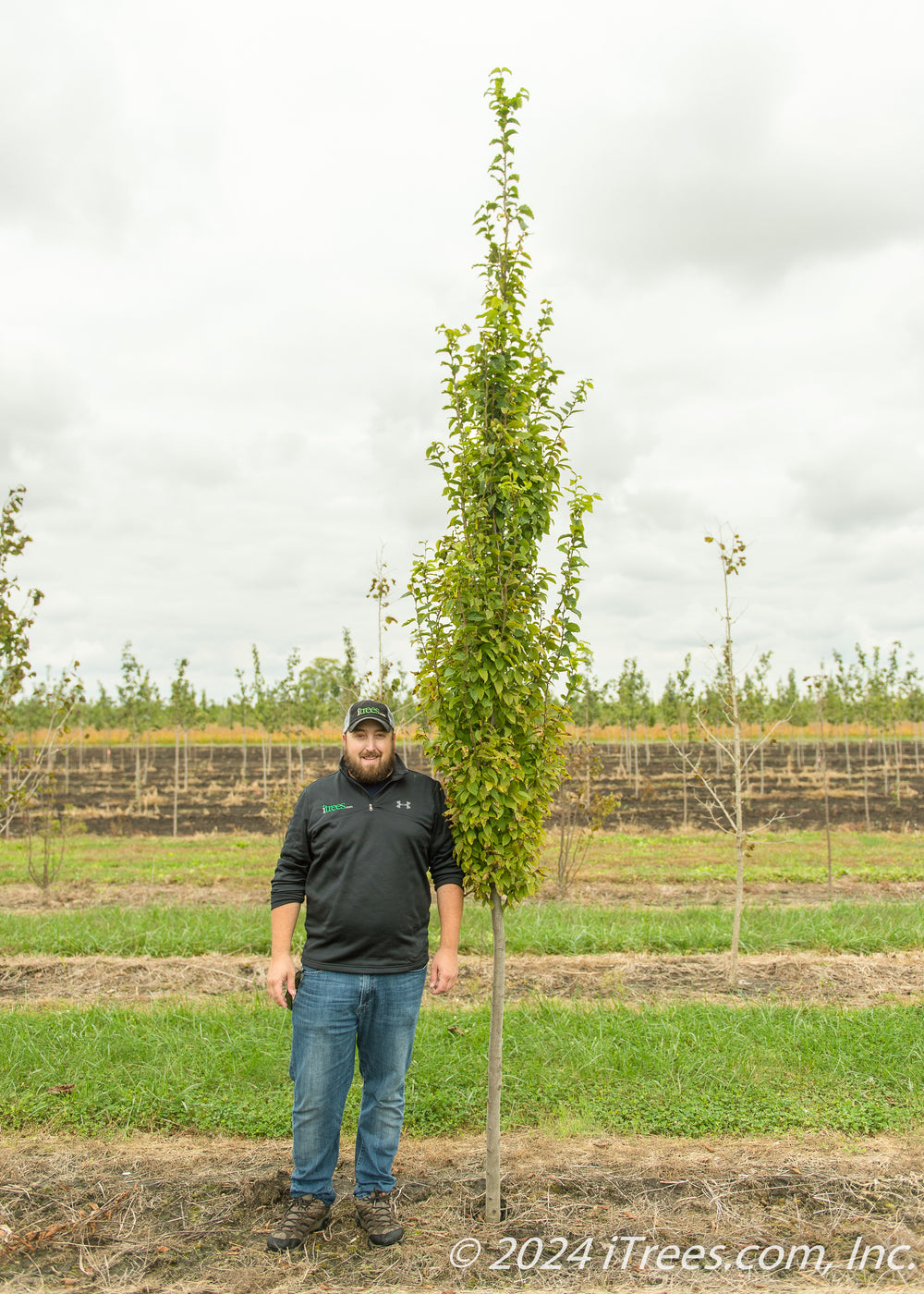 Pyramidal European Hornbeam