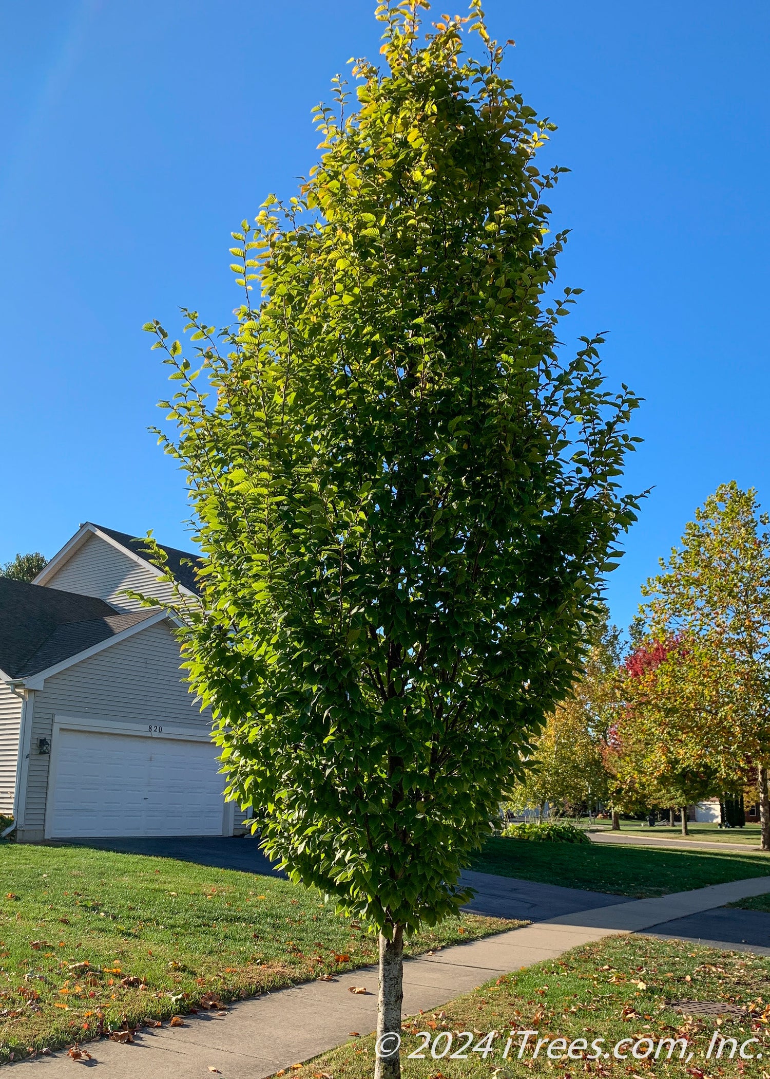Pyramidal European Hornbeam