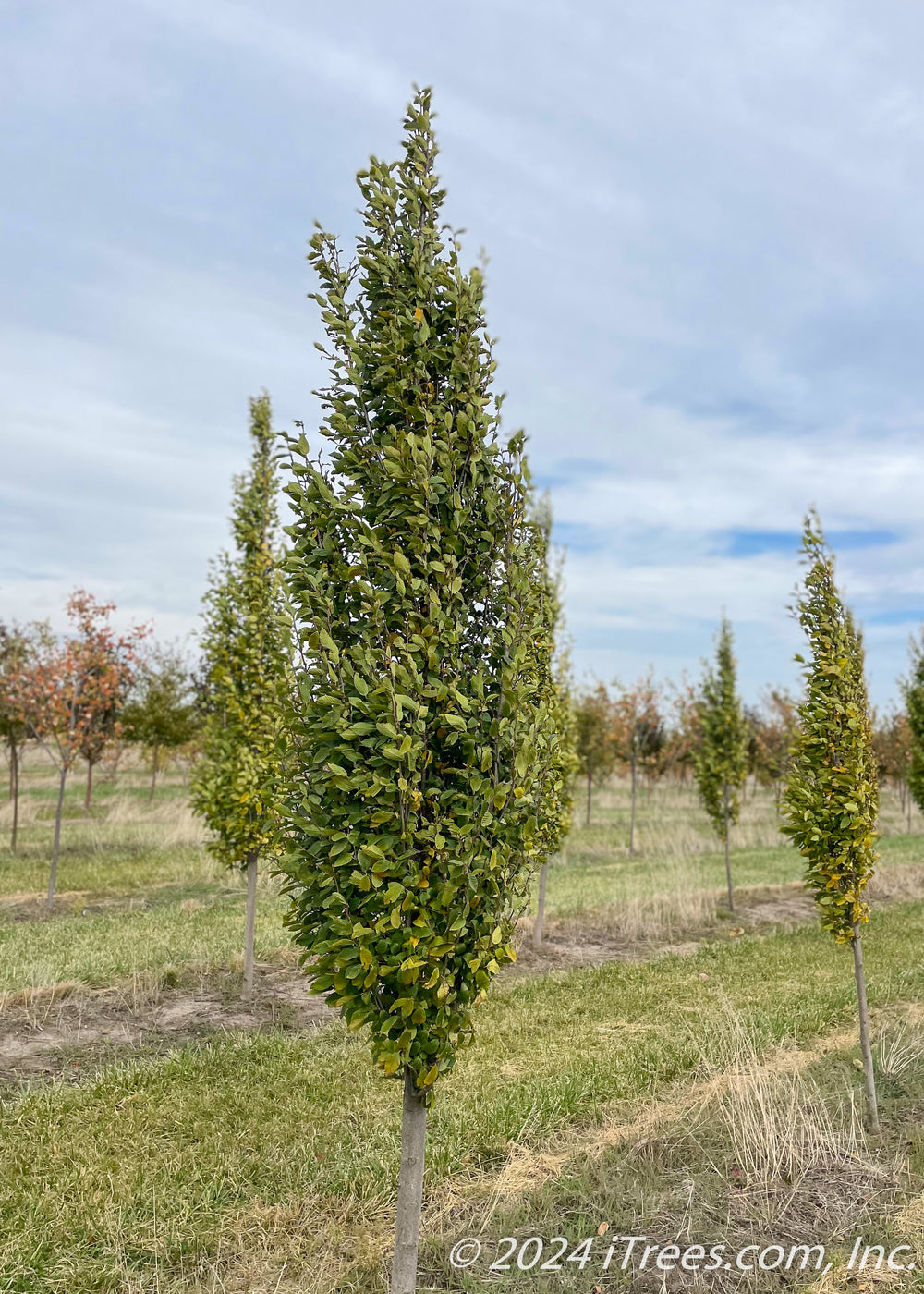 Pyramidal European Hornbeam