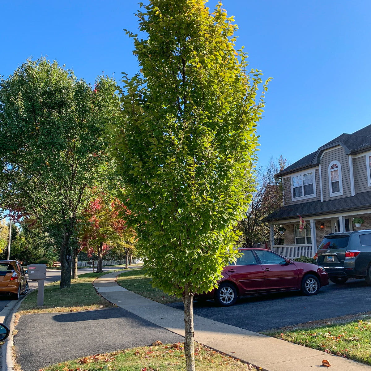 Pyramidal European Hornbeam