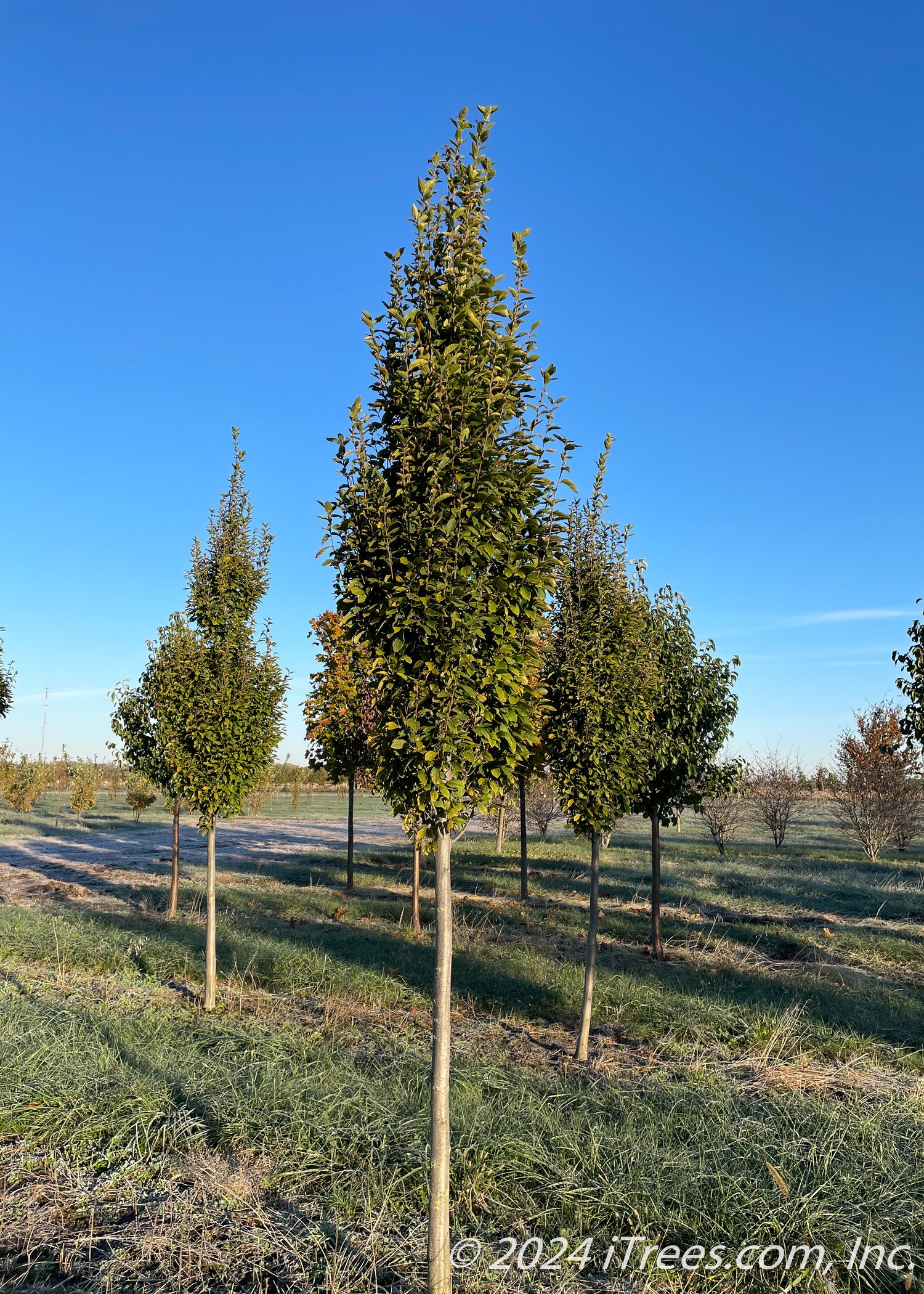 Pyramidal European Hornbeam