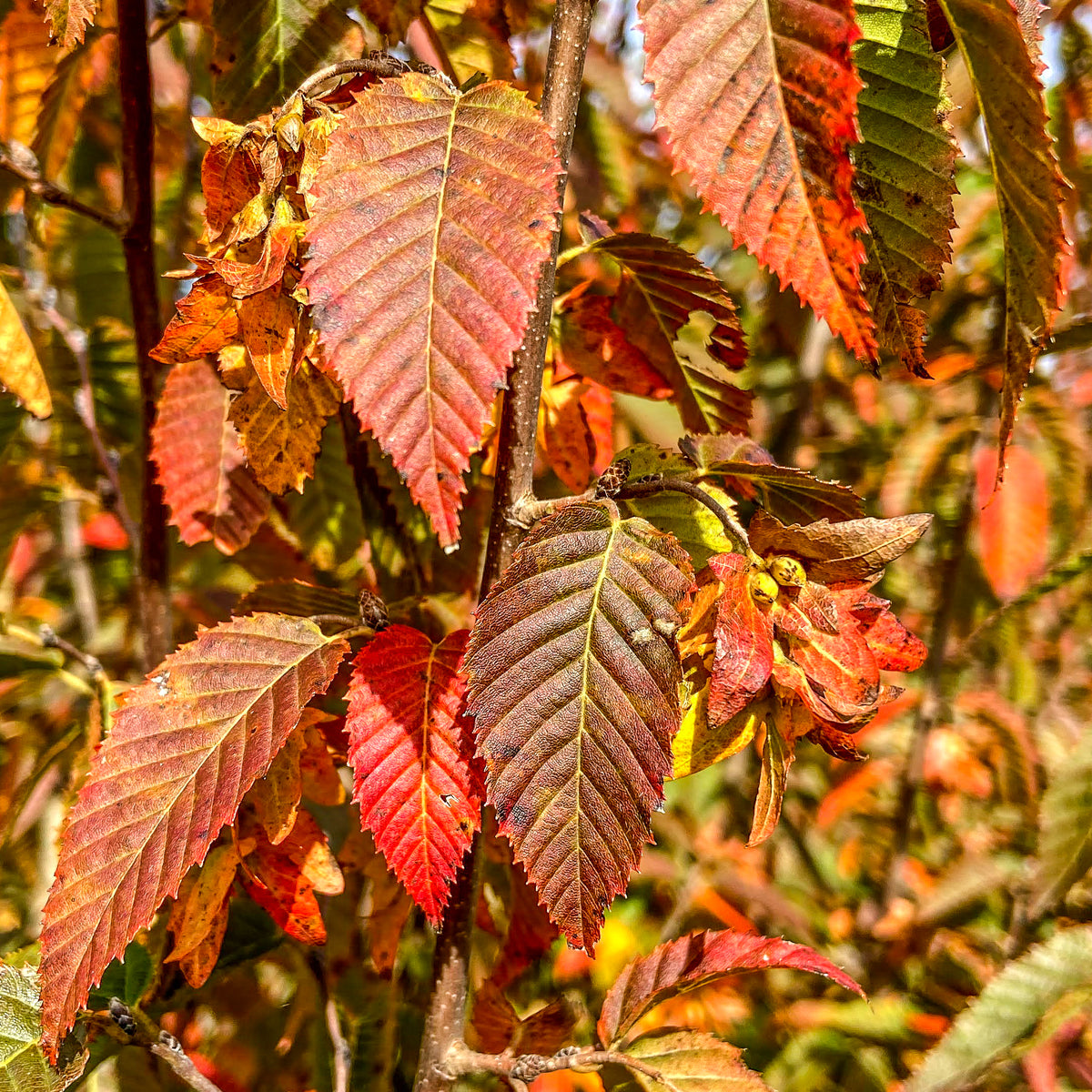 Fire King™ Hornbeam