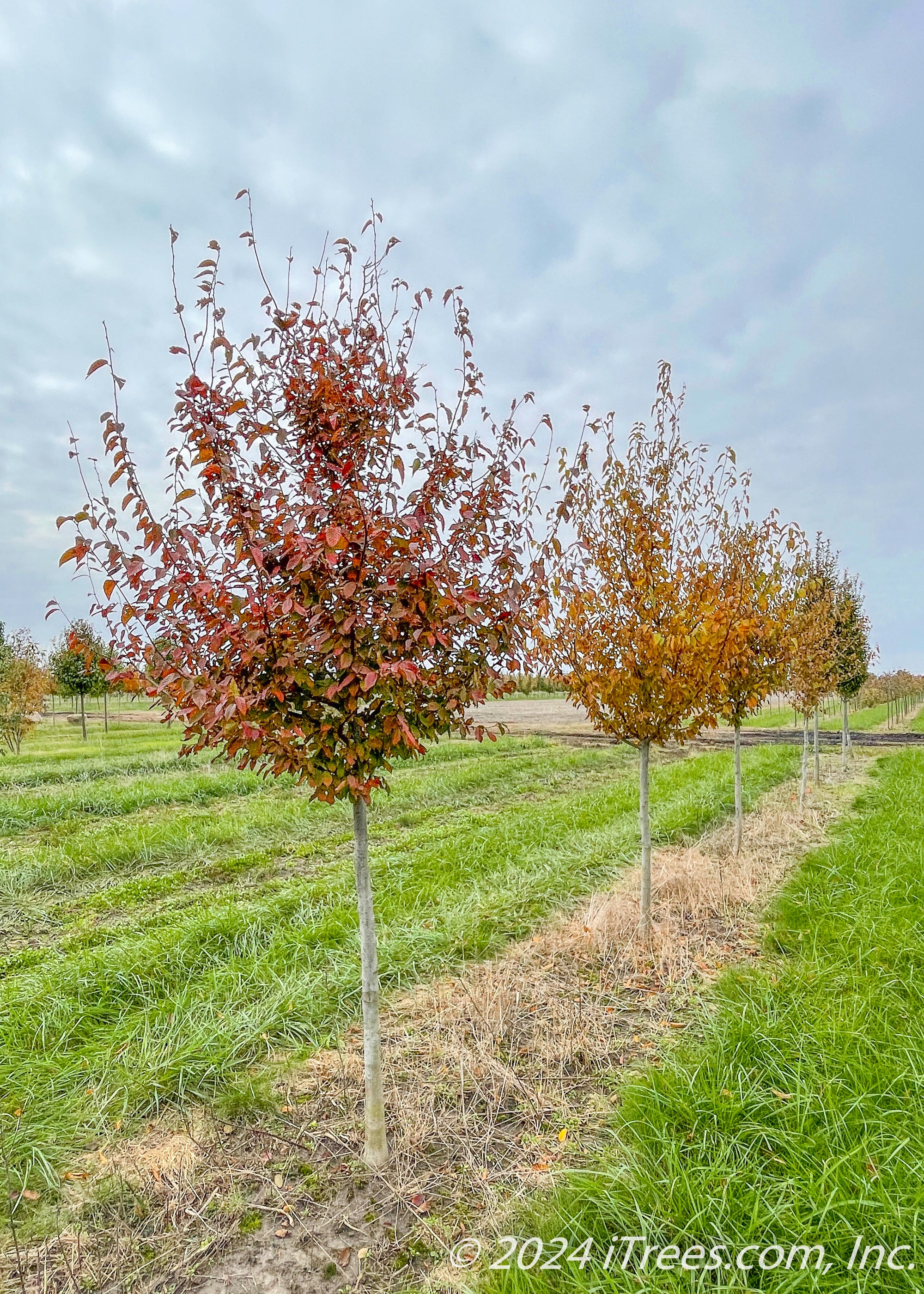 Fire King™ Hornbeam