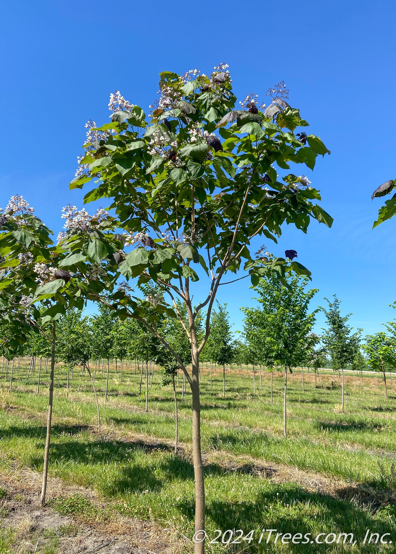 Purple Catalpa