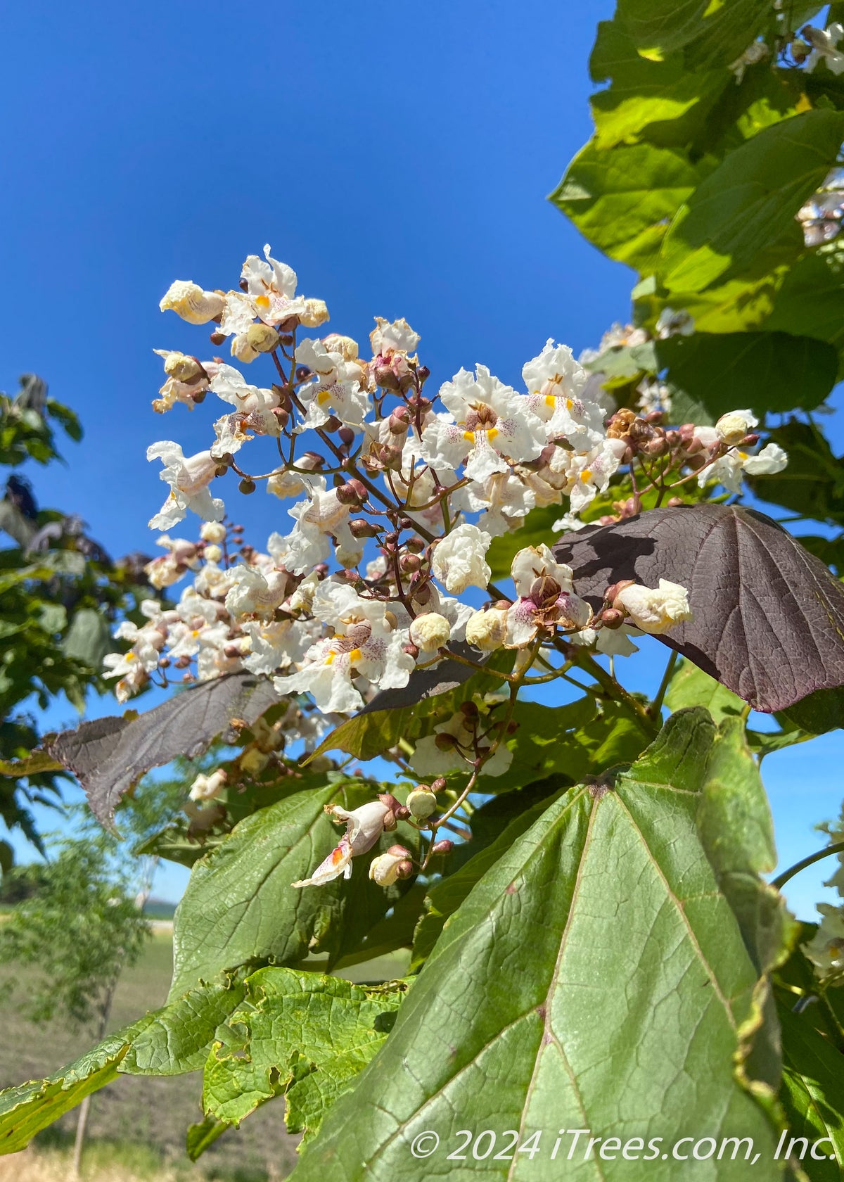 White Catalpa Catalpa Bignonioides Indianbeantree Medium Size
