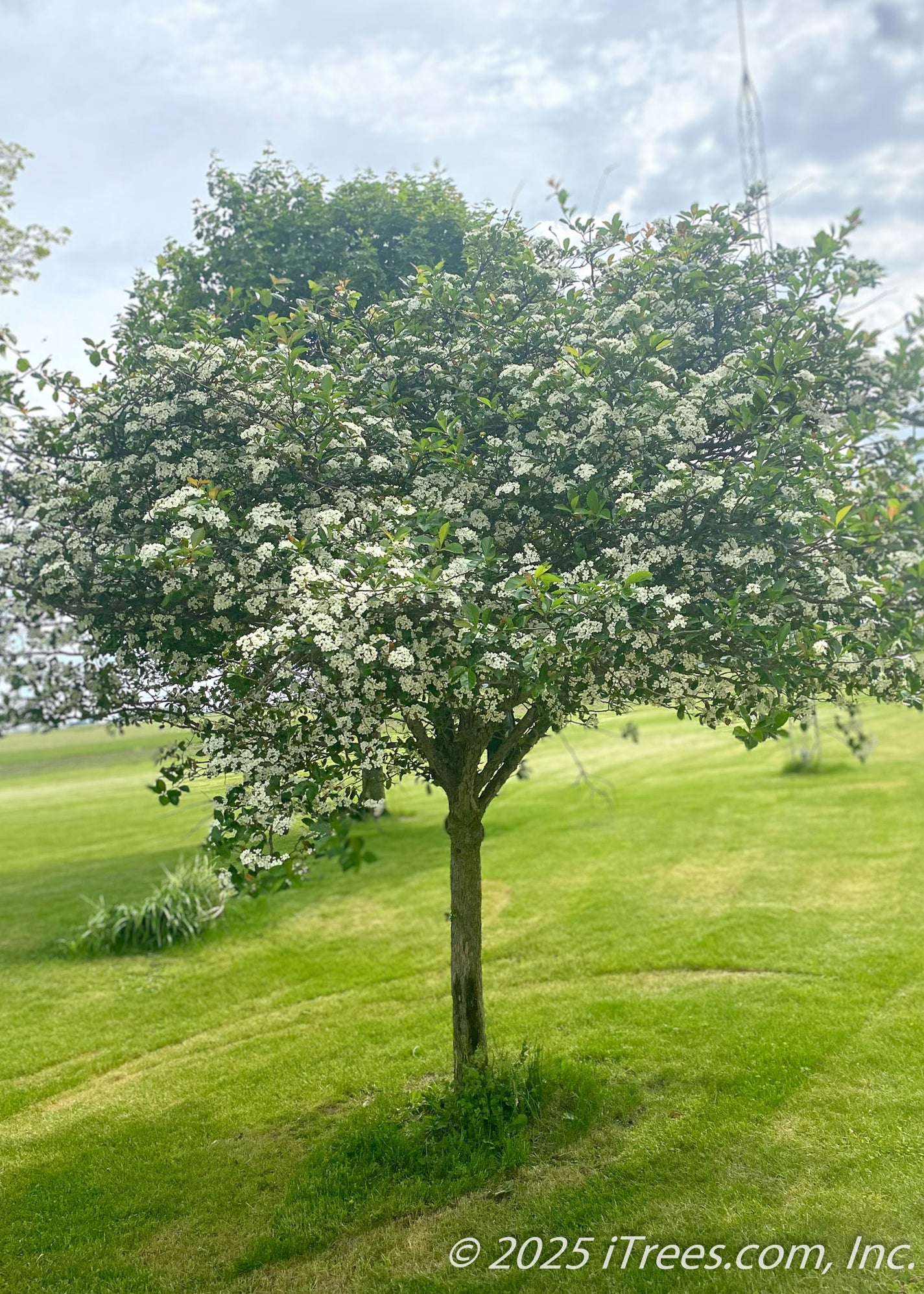Thornless Cockspur Hawthorn