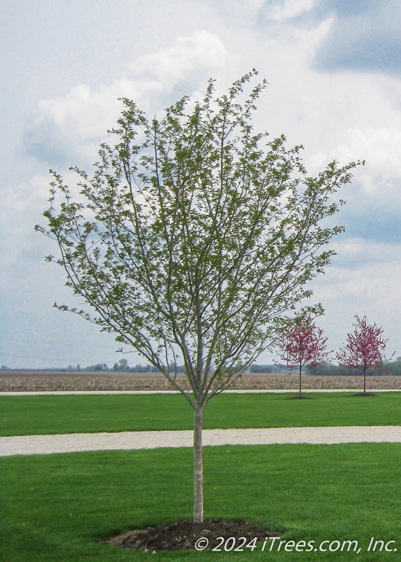 Thornless Cockspur Hawthorn