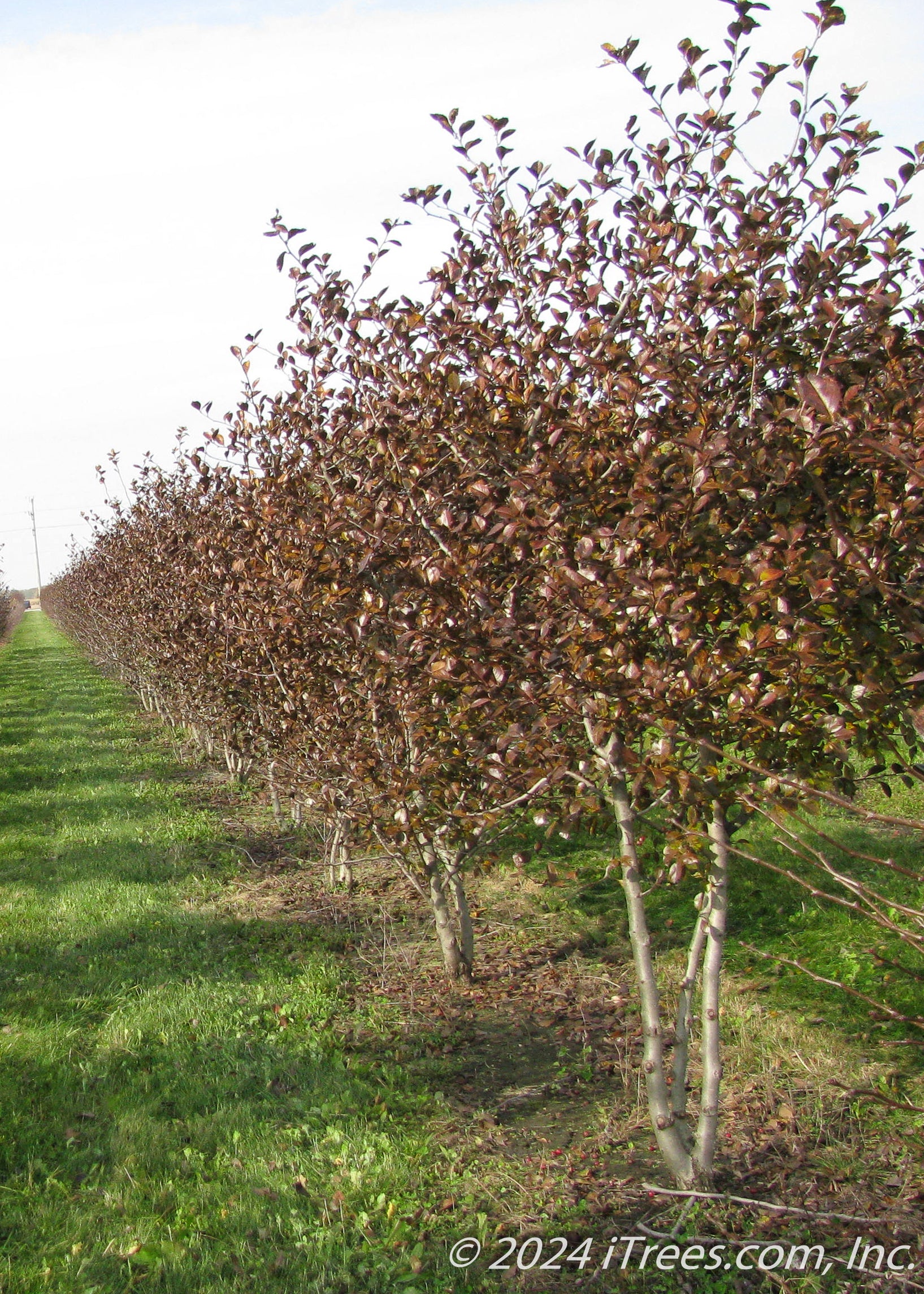 Thornless Cockspur Hawthorn
