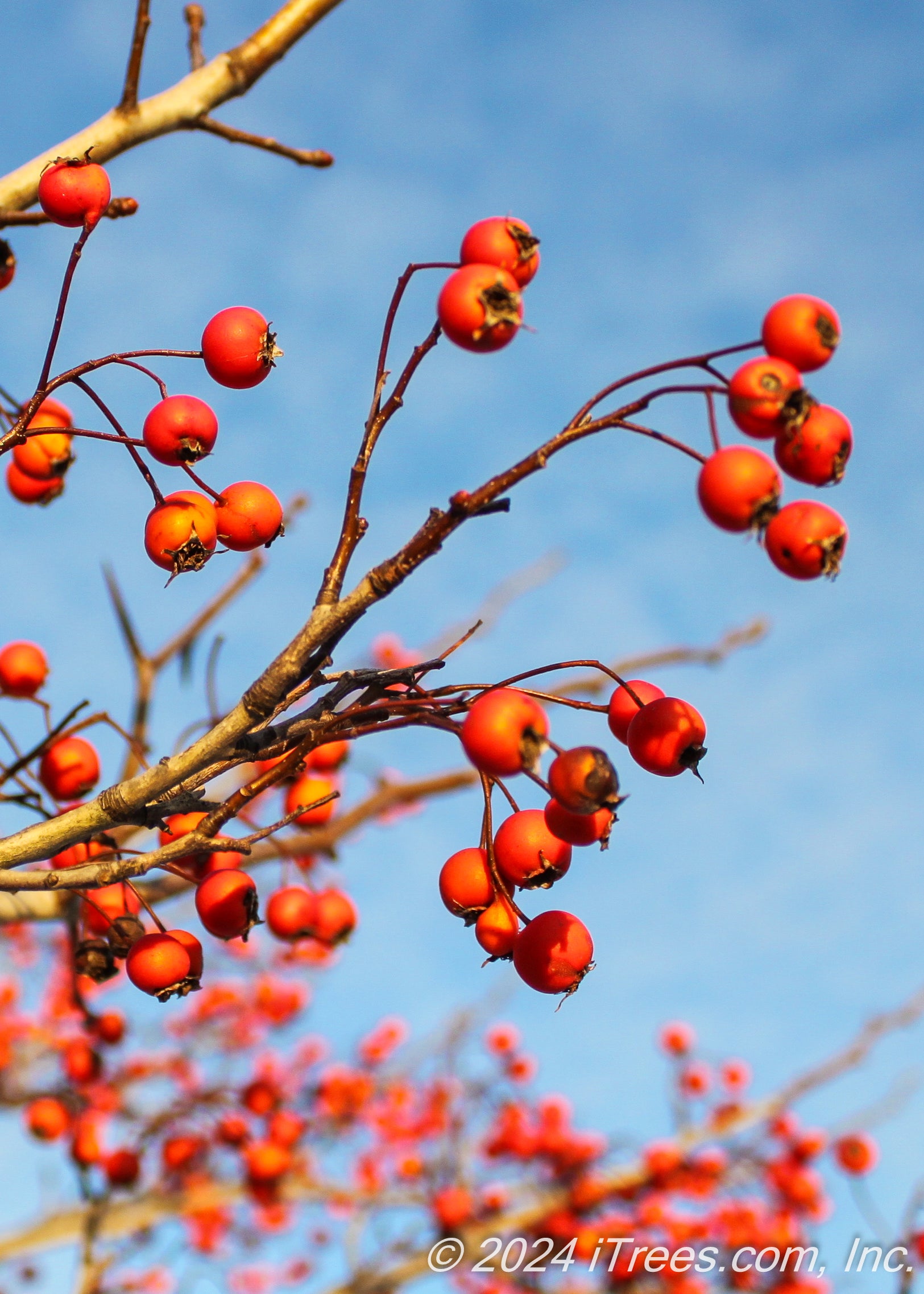 Winter King Hawthorn