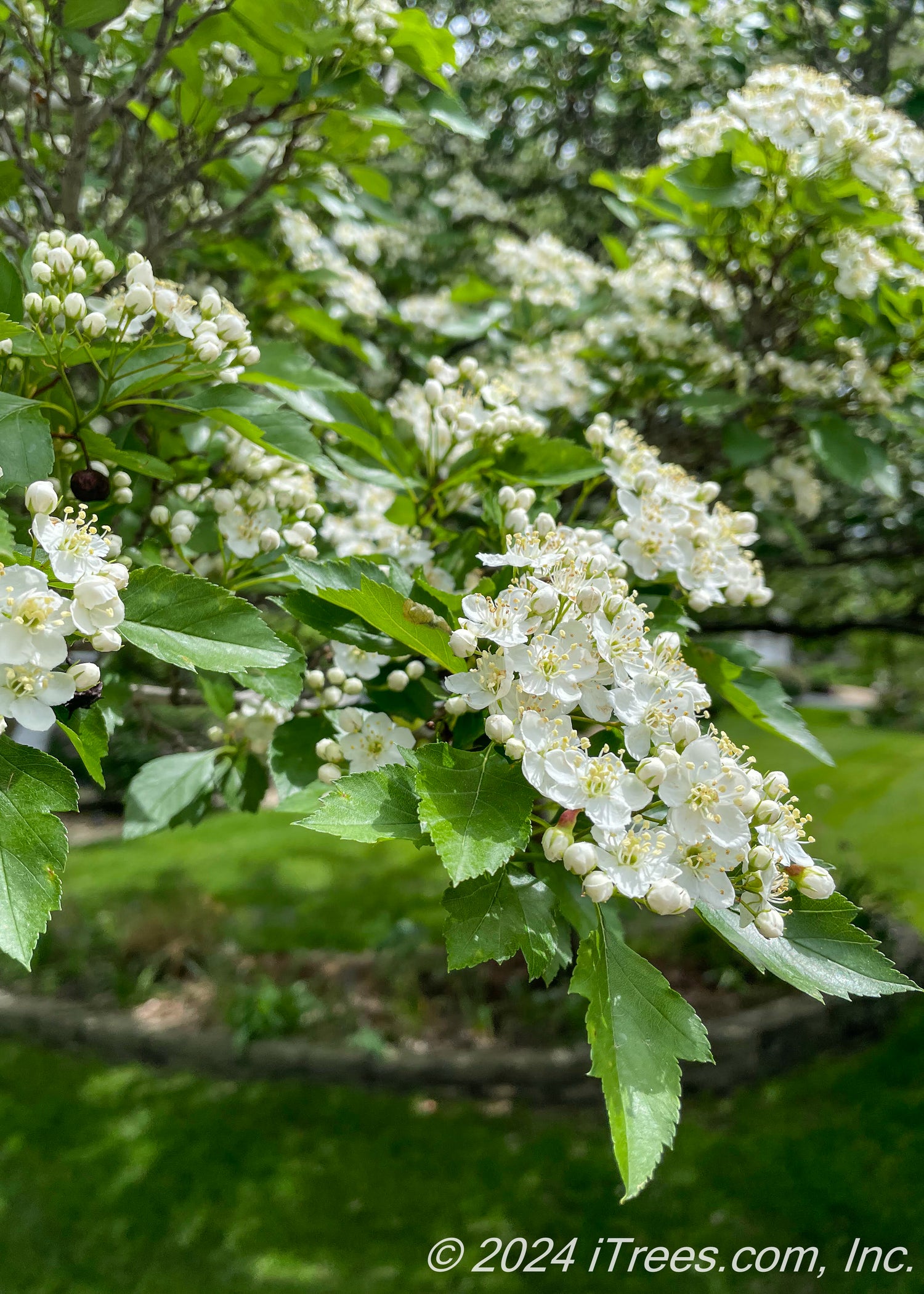 Winter King Hawthorn