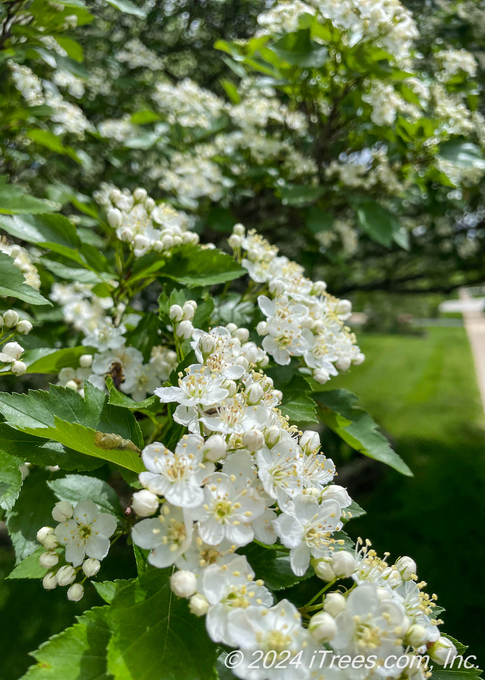Winter King Hawthorn