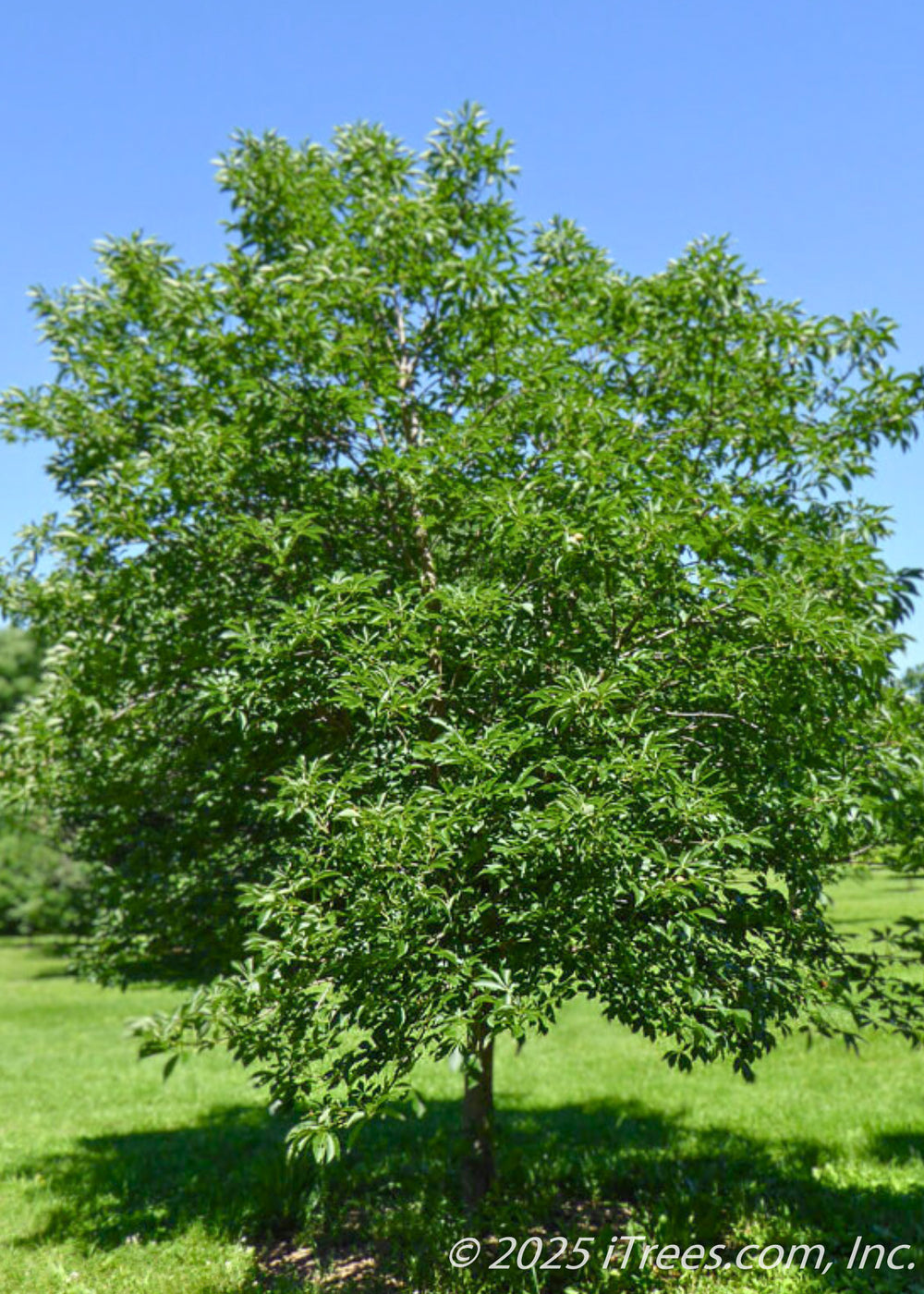 Early Glow™ Ohio Buckeye