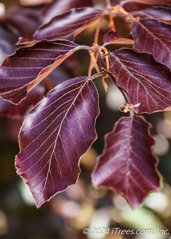 Rivers Purple Beech