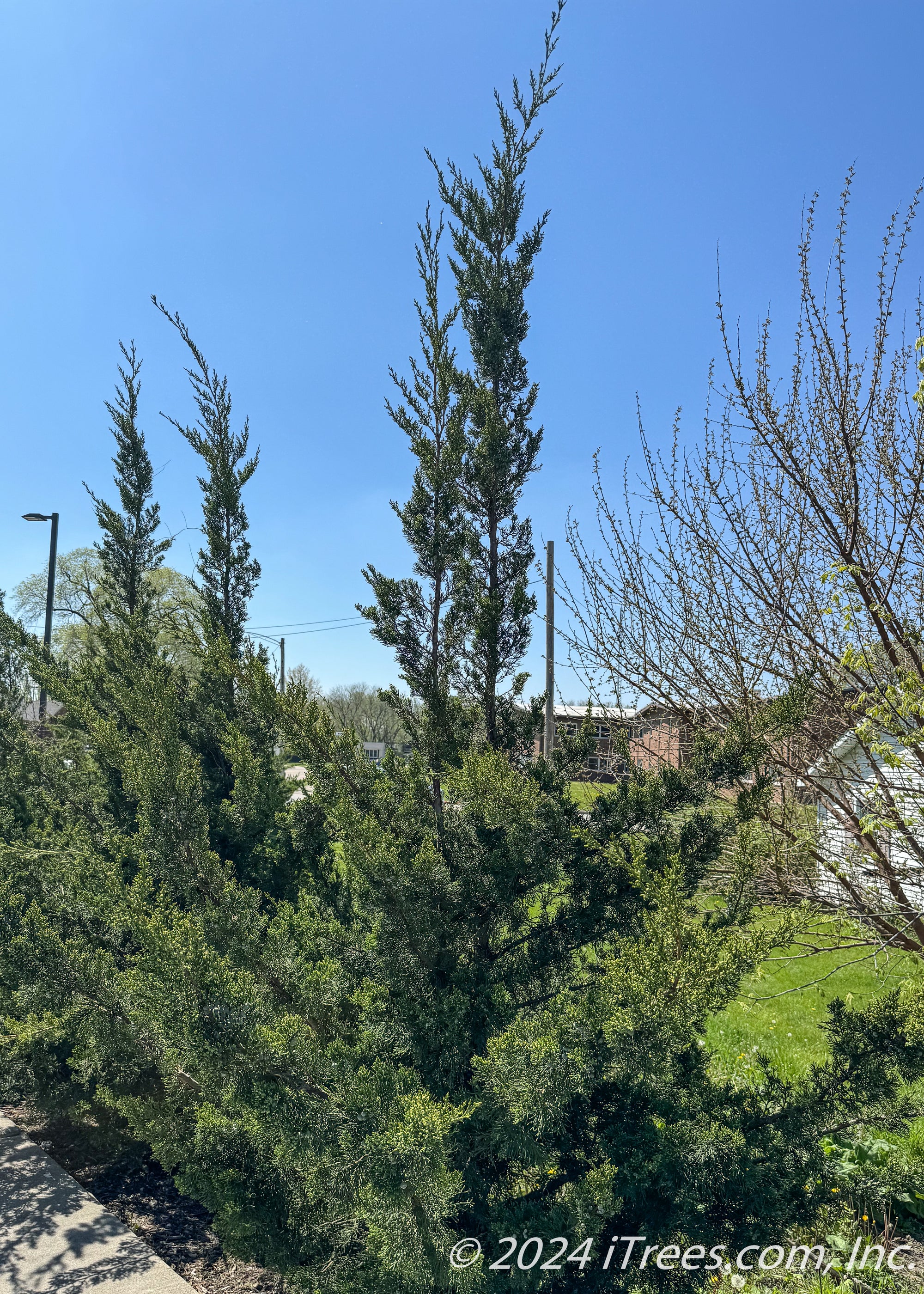 Fairview Juniper