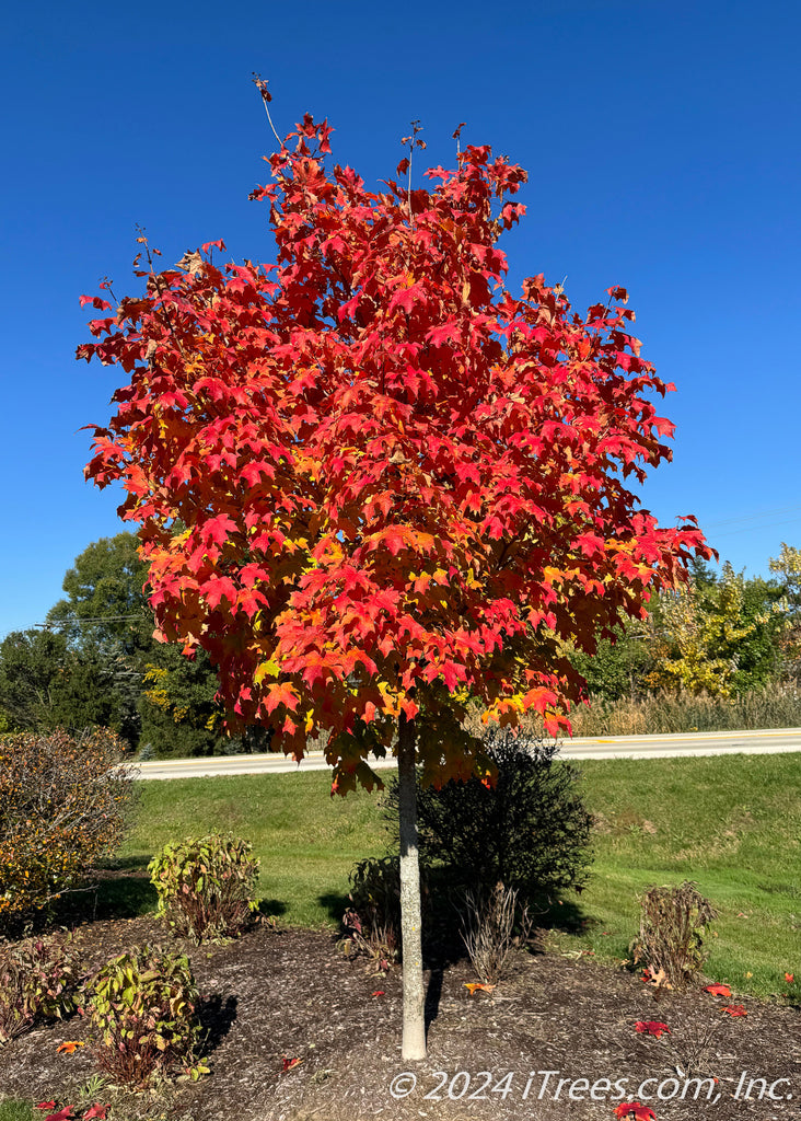 Sugar Maple Fruit