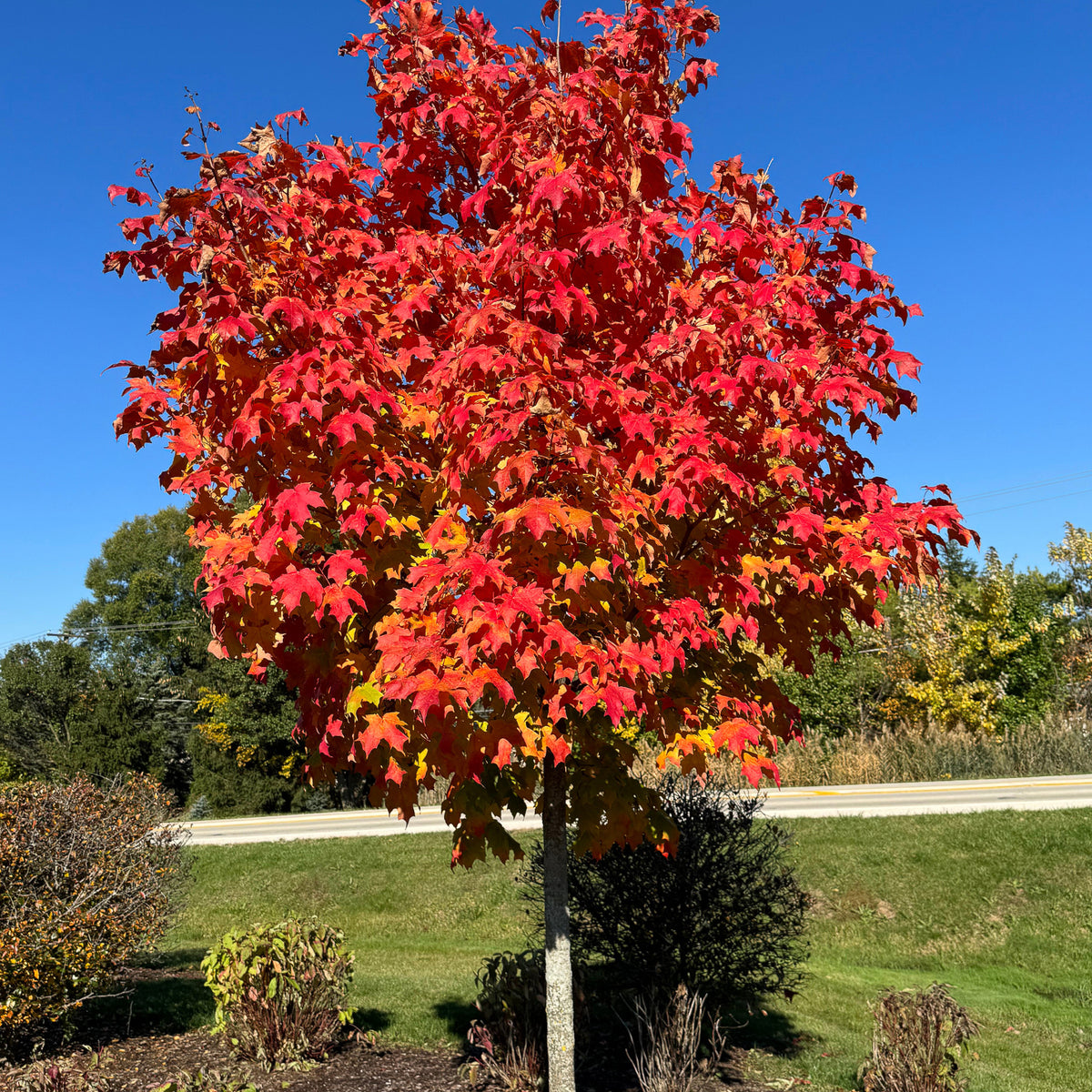Fall Fiesta® Sugar Maple