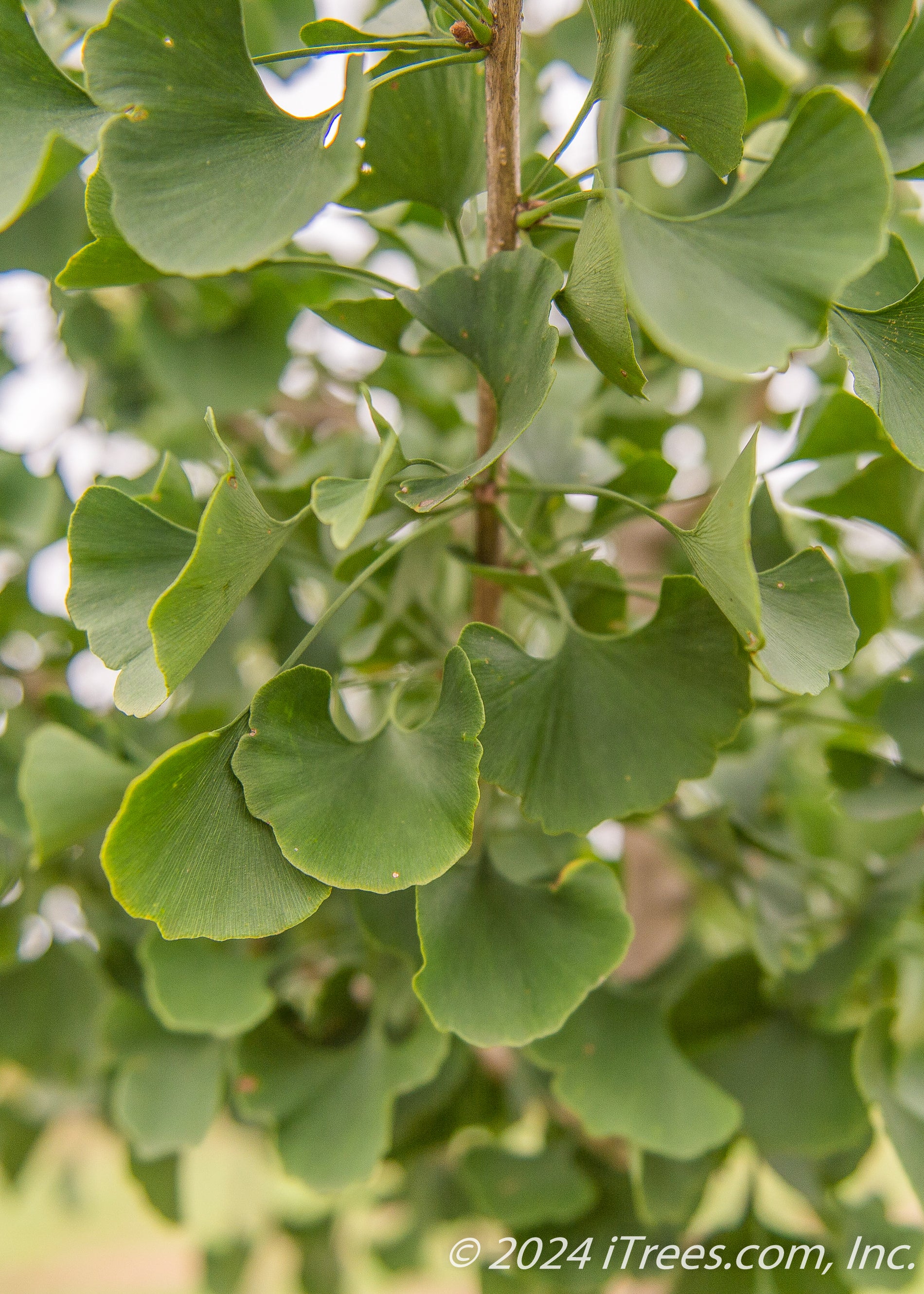 Windover Gold Ginkgo Tree | Delivery, Planting & 1-Year Warranty ...