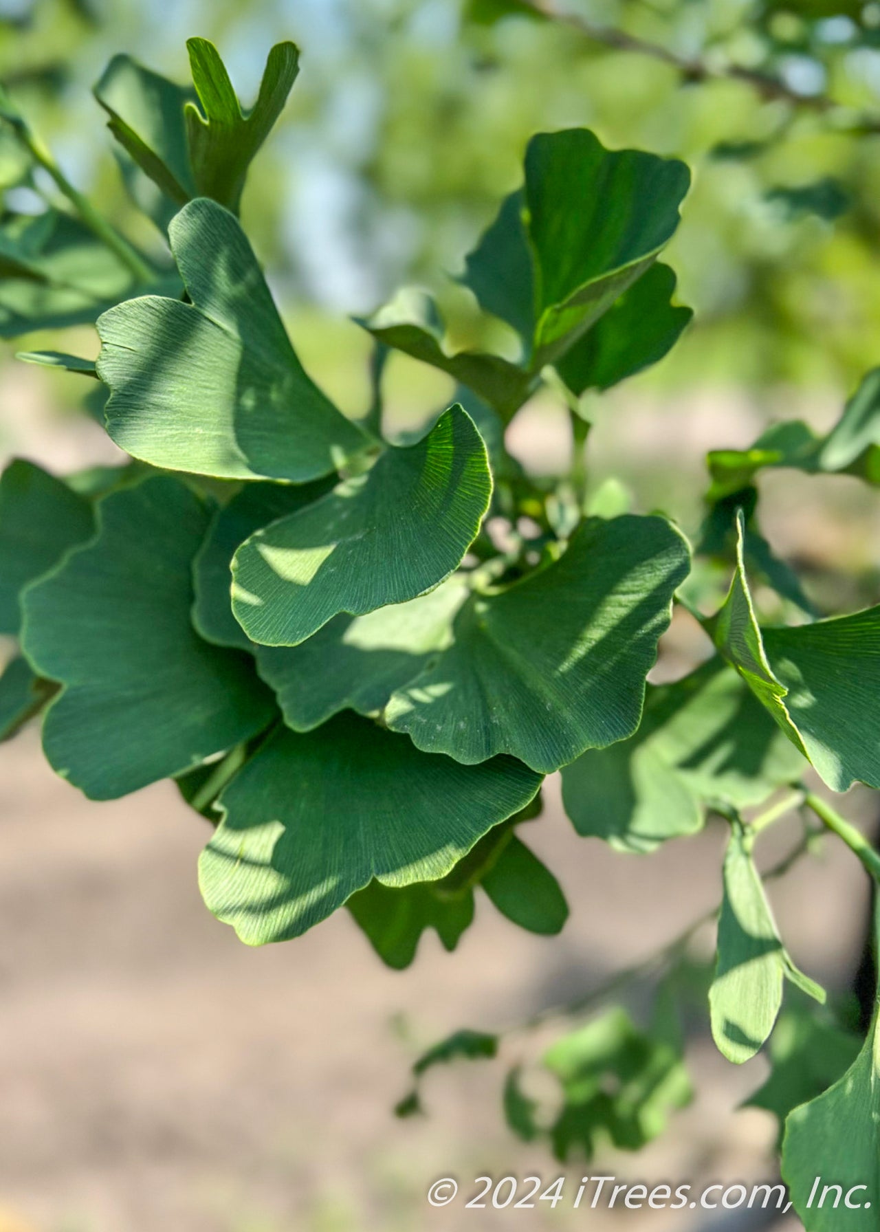 Princeton Sentry Ginkgo