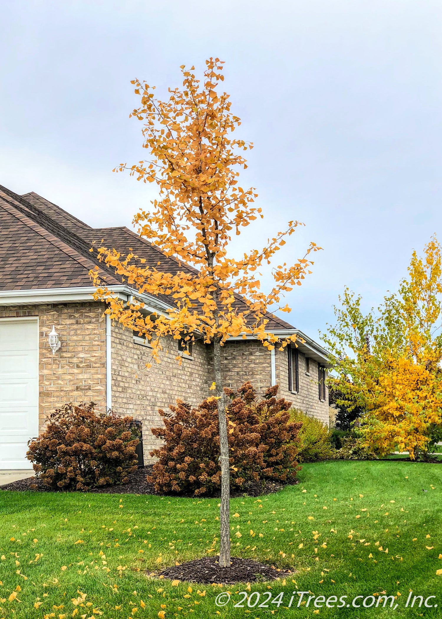 Princeton Sentry Ginkgo