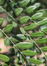 Street Keeper Honeylocust