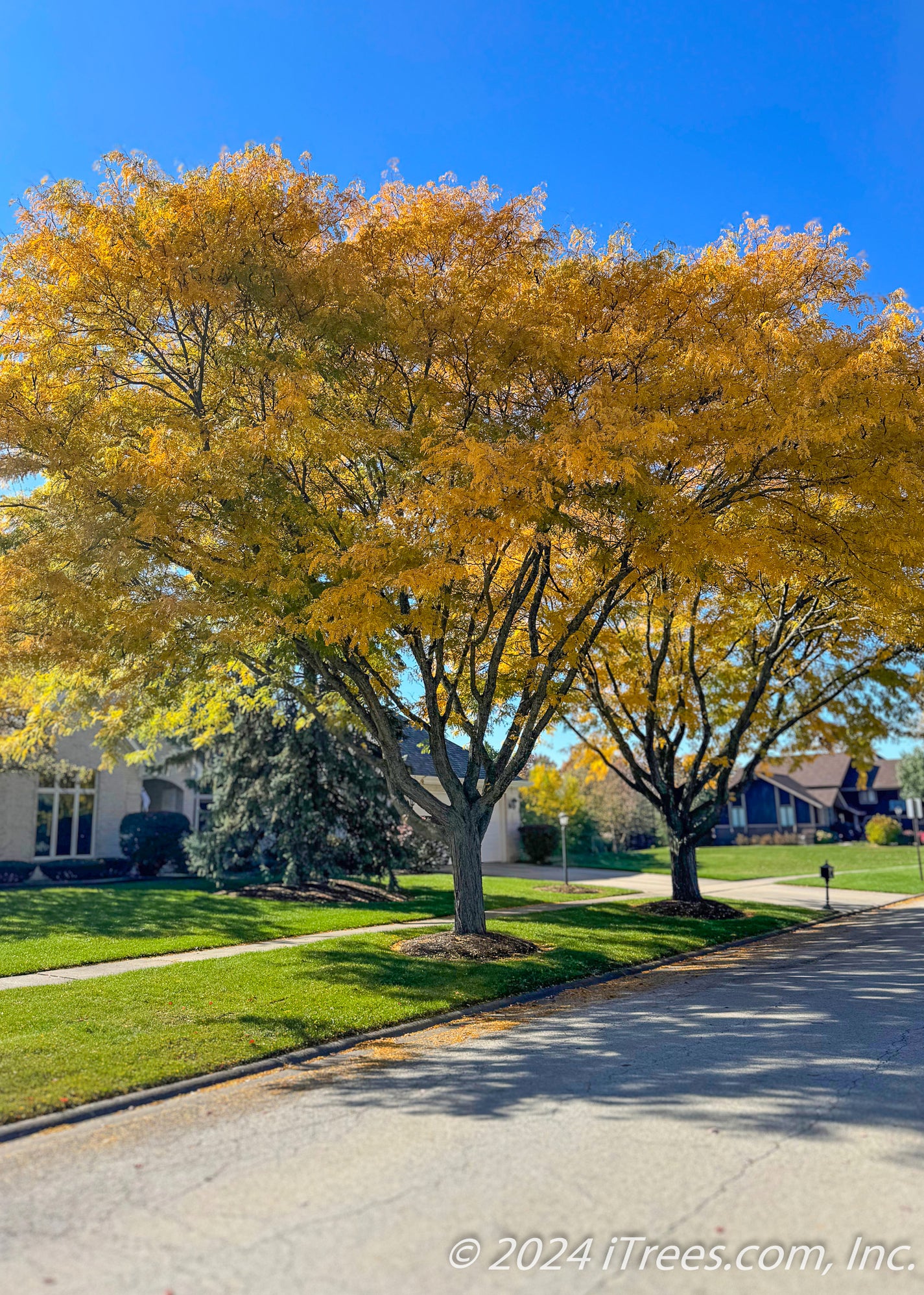 Skyline® Honeylocust