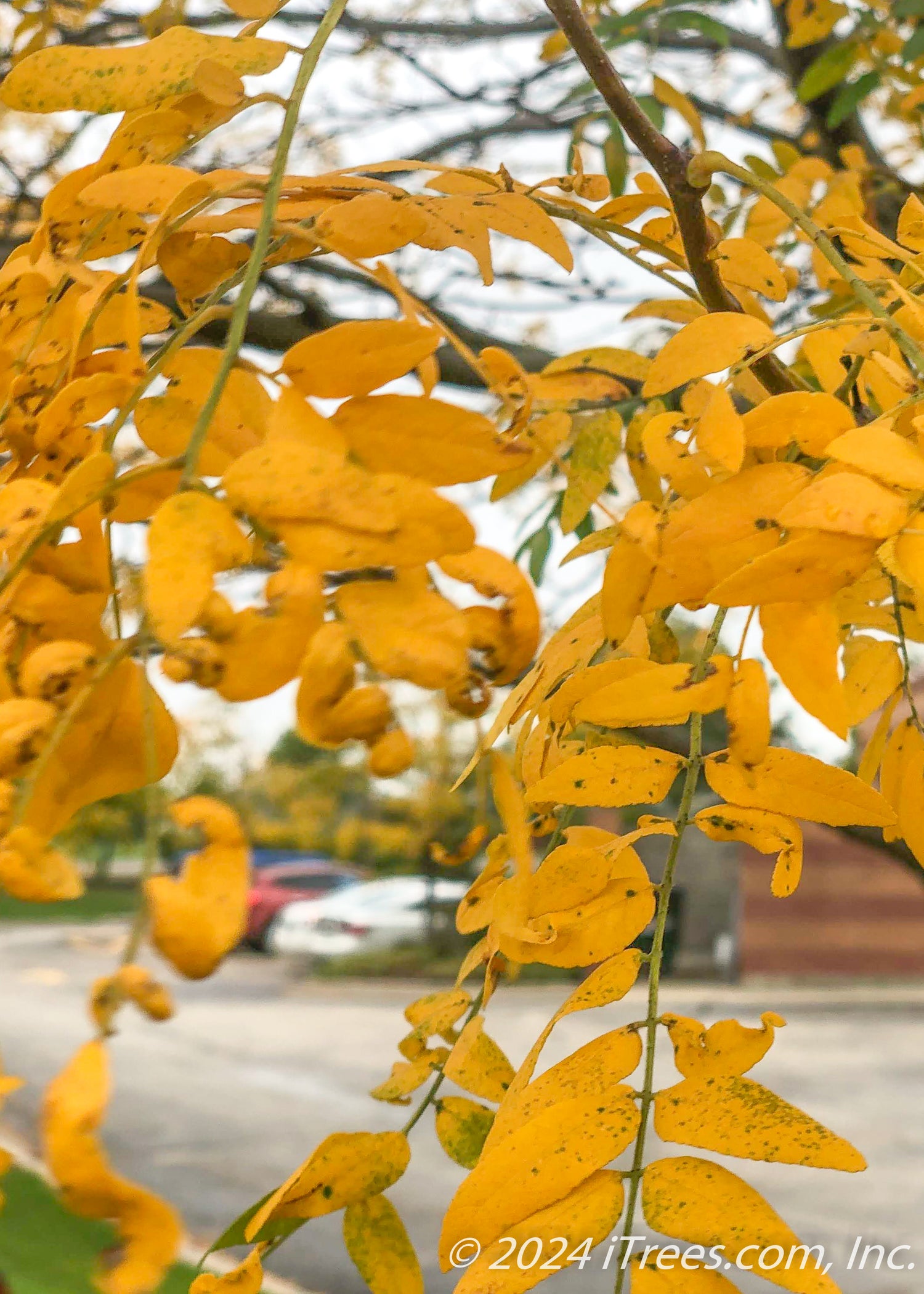 Skyline® Honeylocust