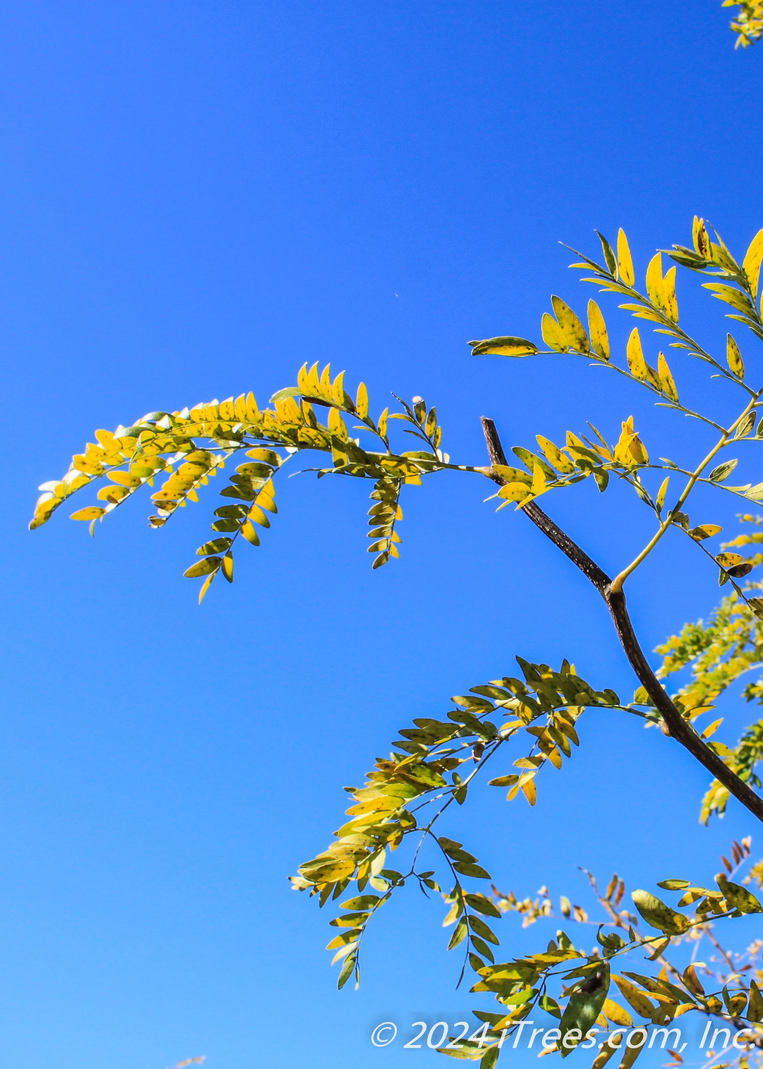 Skyline® Honeylocust