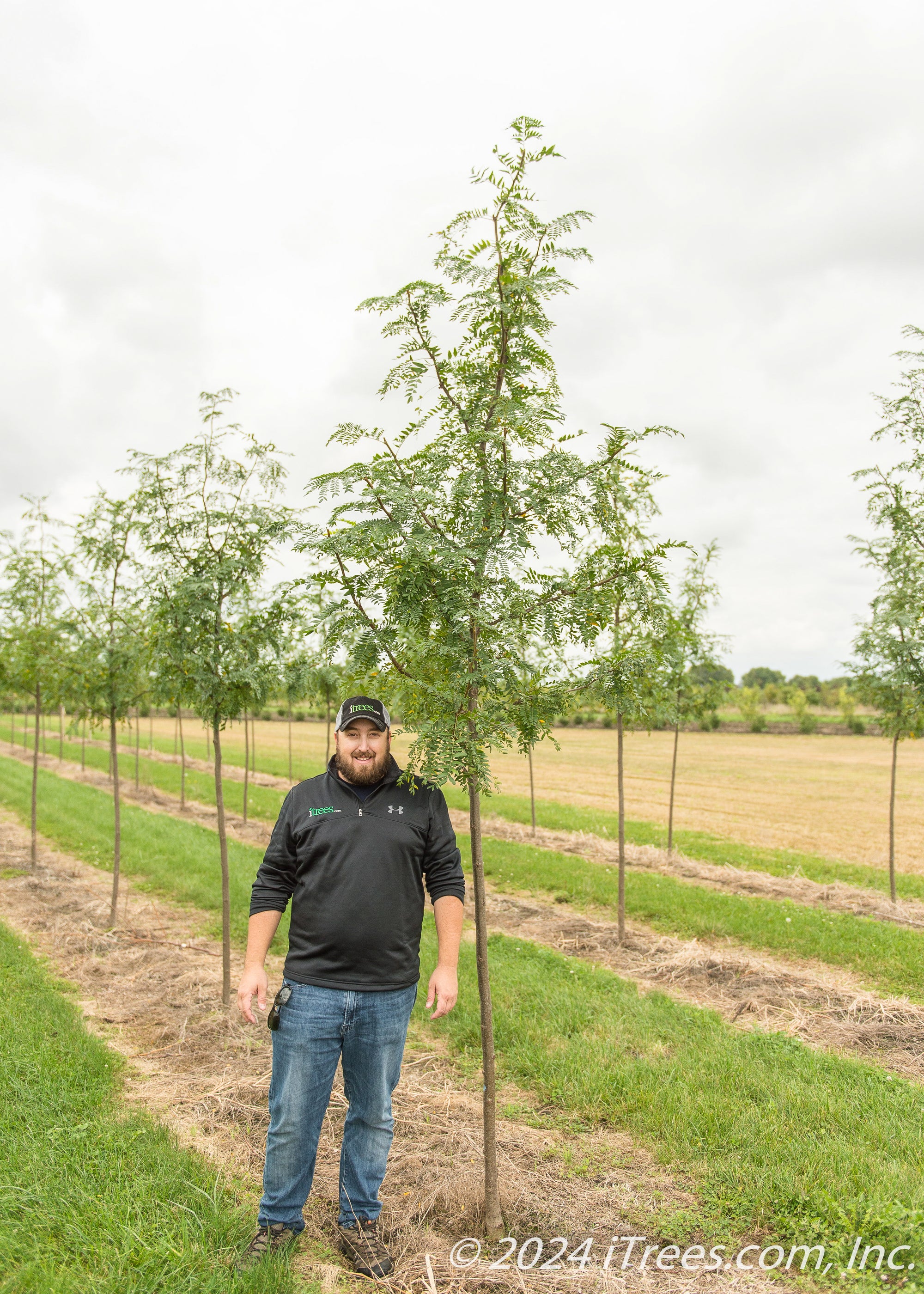 Skyline® Honeylocust