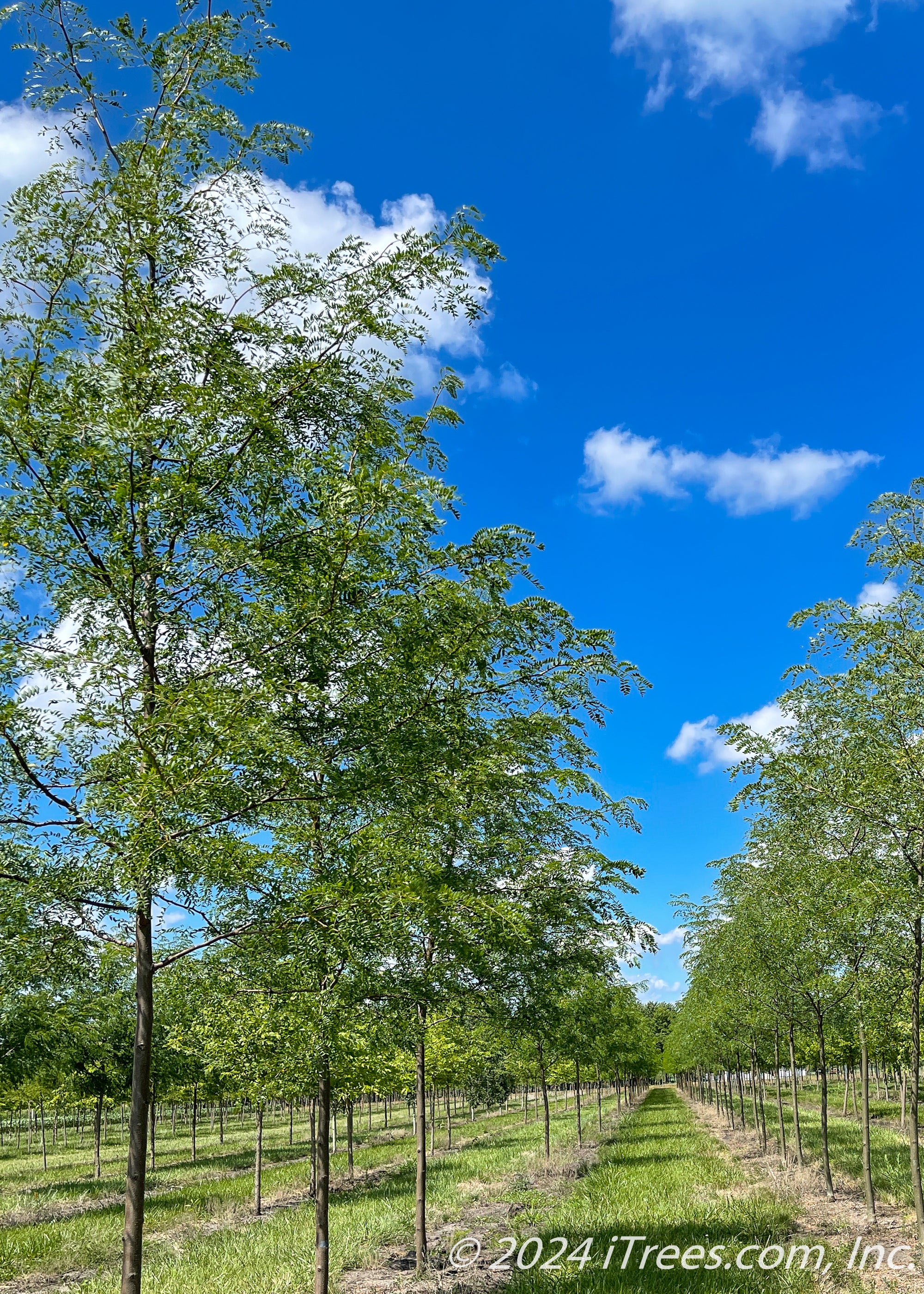 Skyline® Honeylocust