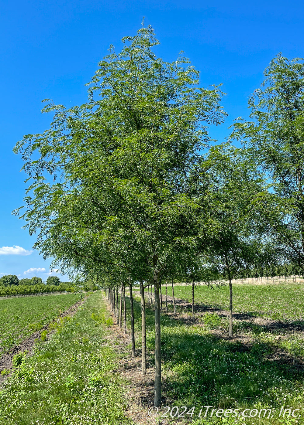 Skyline® Honeylocust