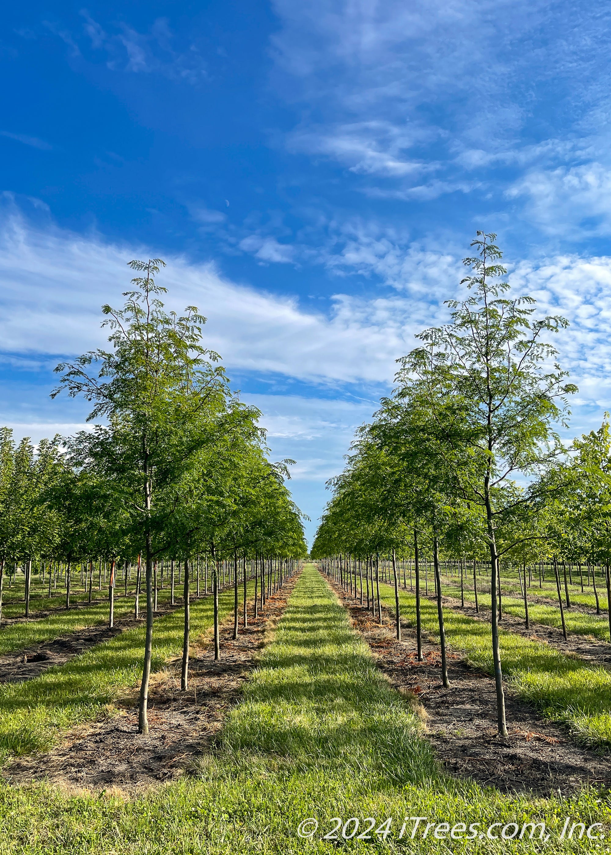 Skyline® Honeylocust