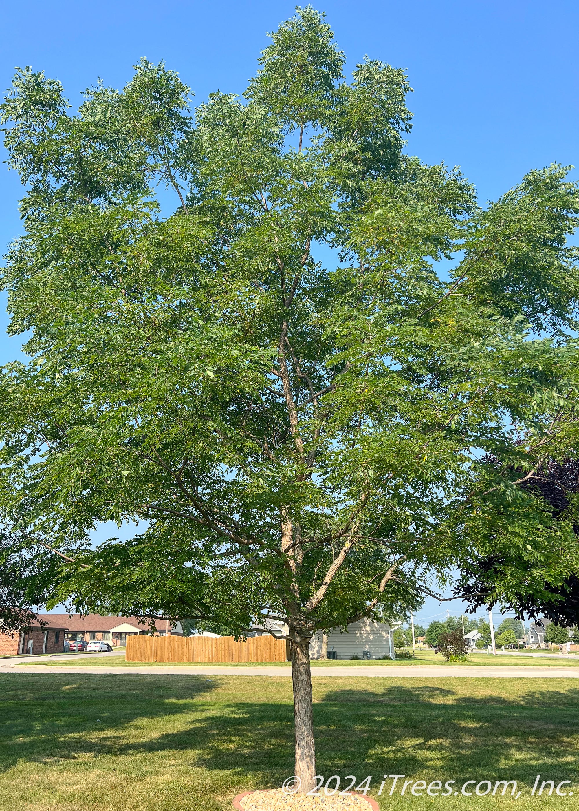 Espresso Kentucky Coffeetree