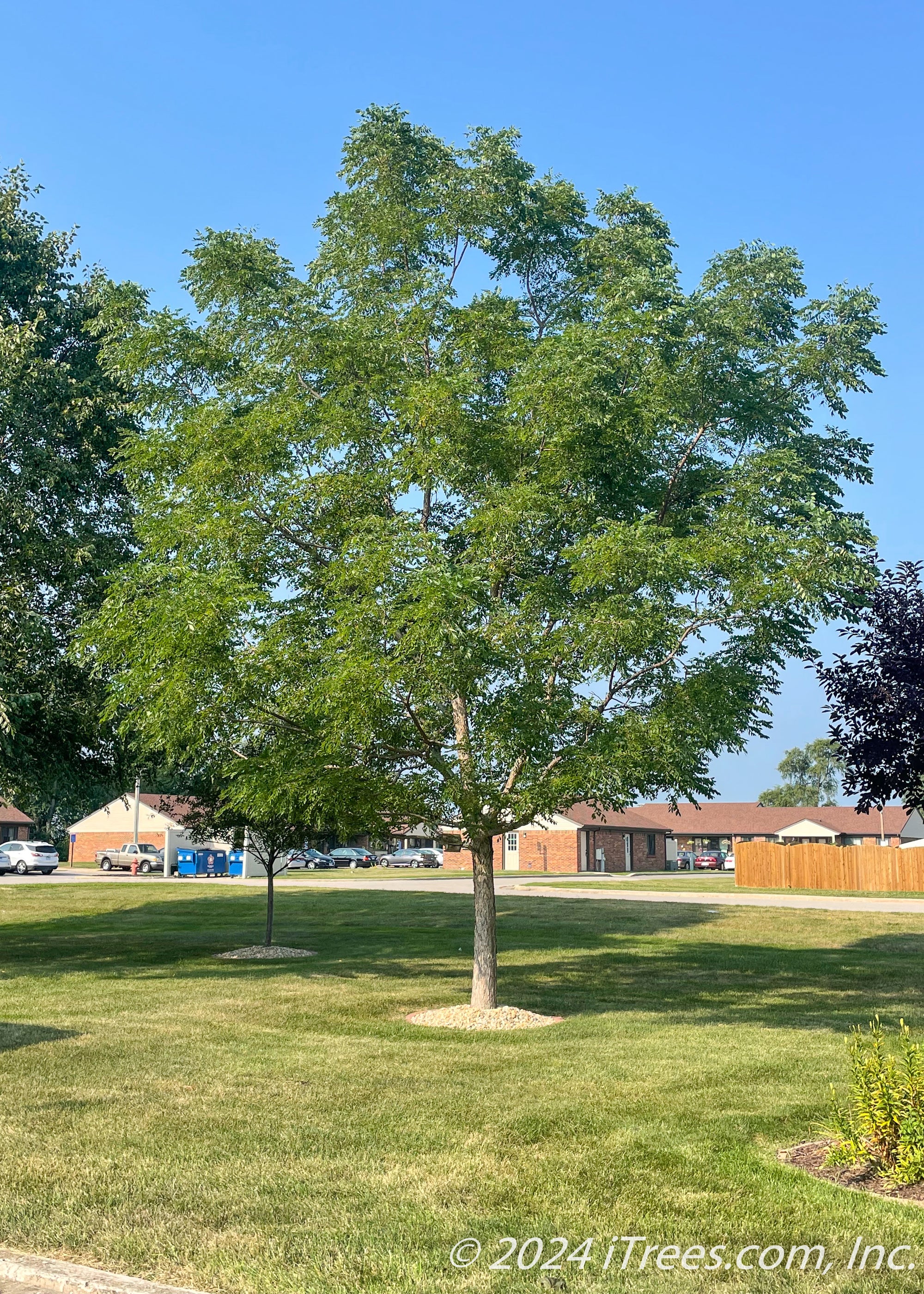 Espresso Kentucky Coffeetree