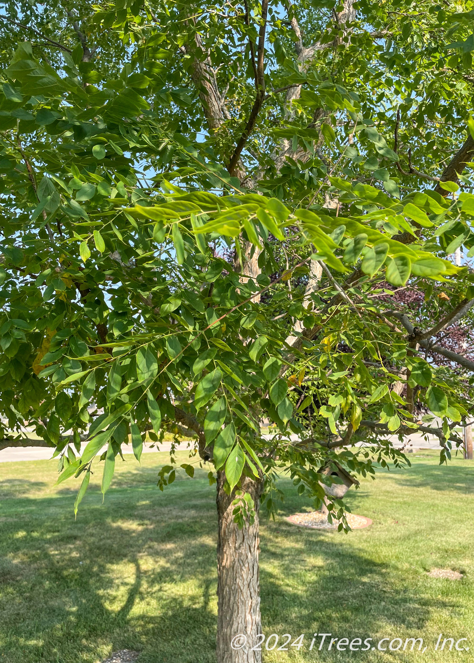 Espresso™ Kentucky Coffee Tree