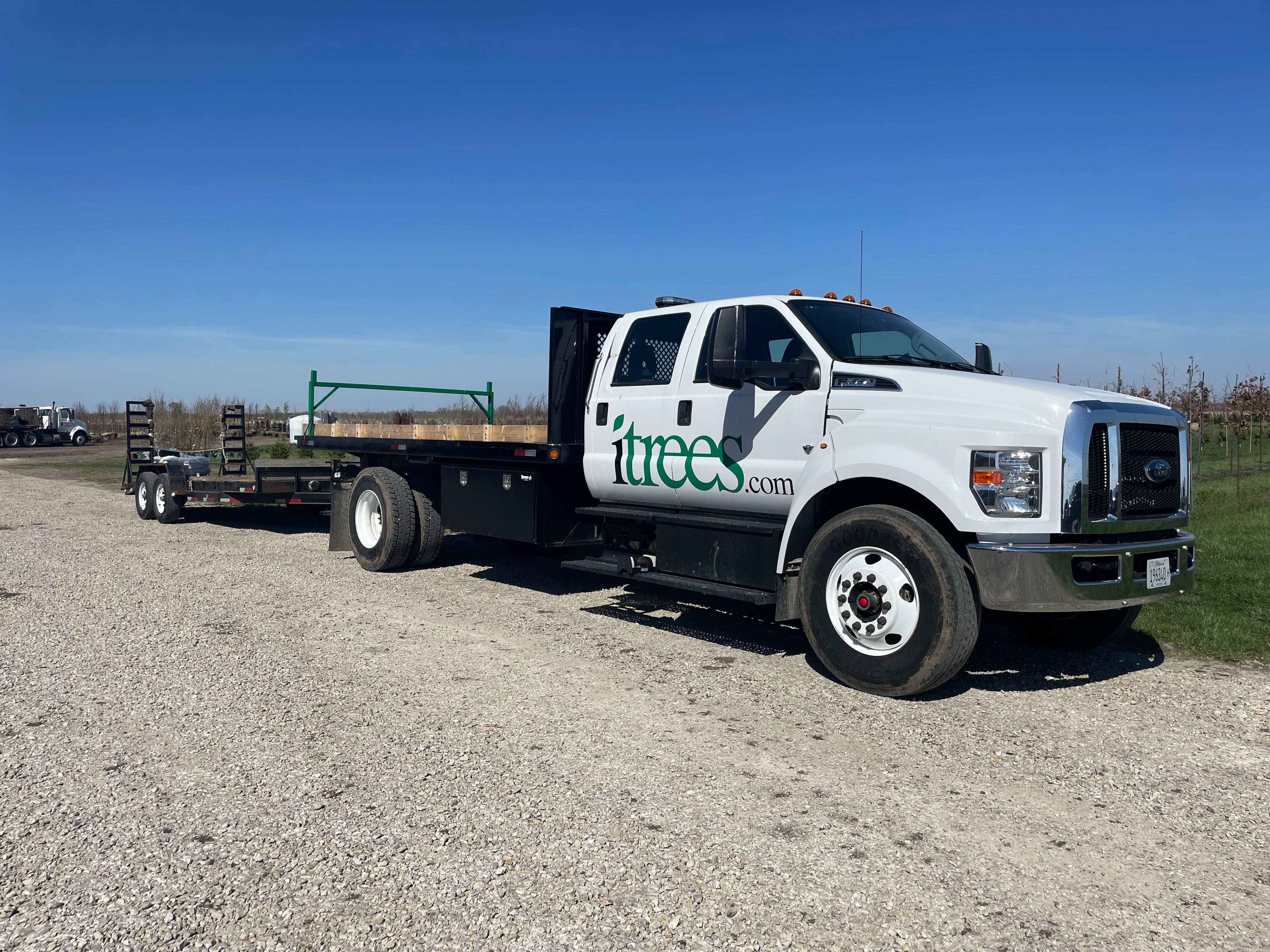 Tree Planting | Trees for Sale | Buy Direct from Farm with Delivery